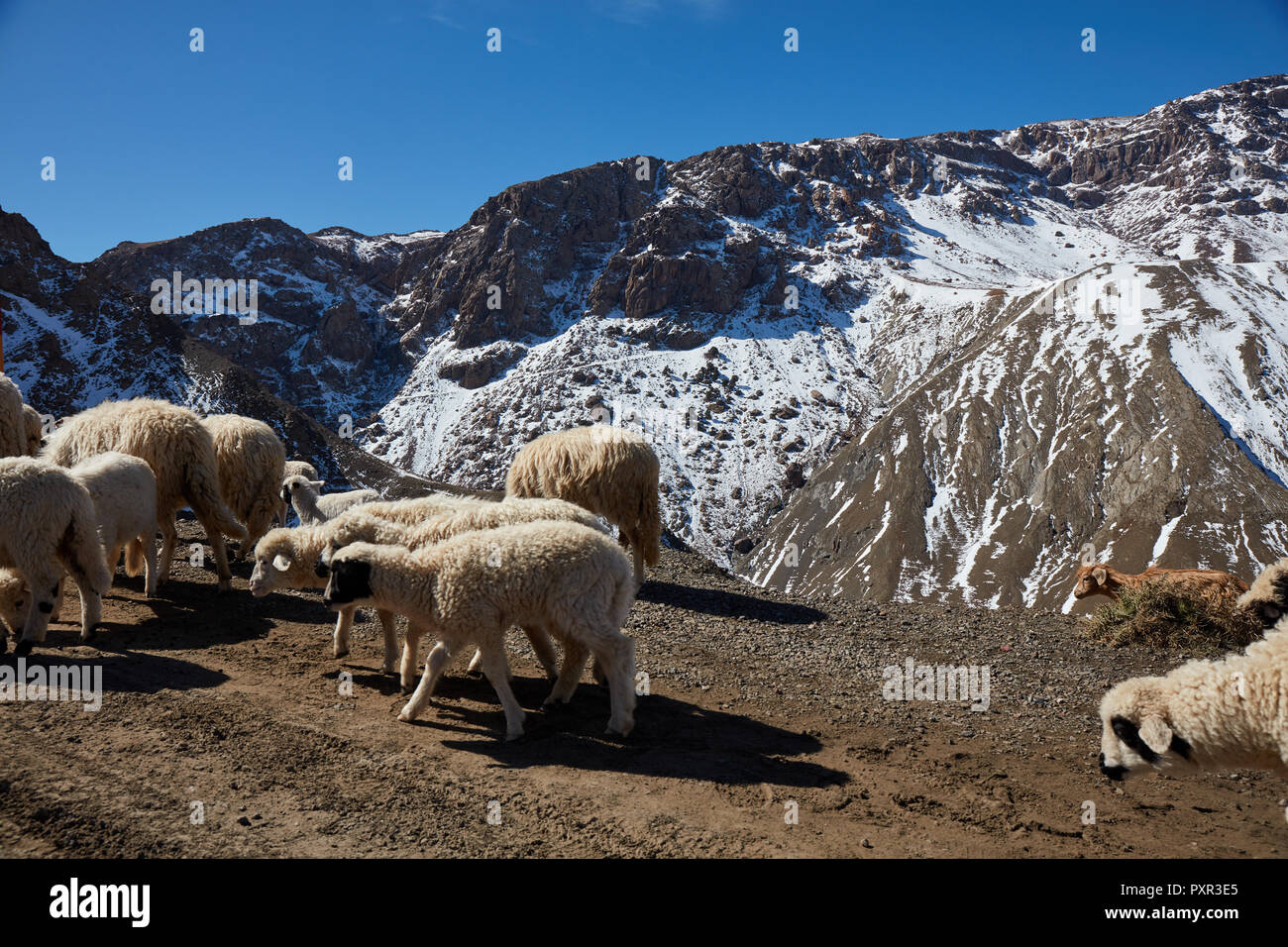 Sheep and goats herd at TIZI N'TICHKA, MOROCCO Stock Photo - Alamy