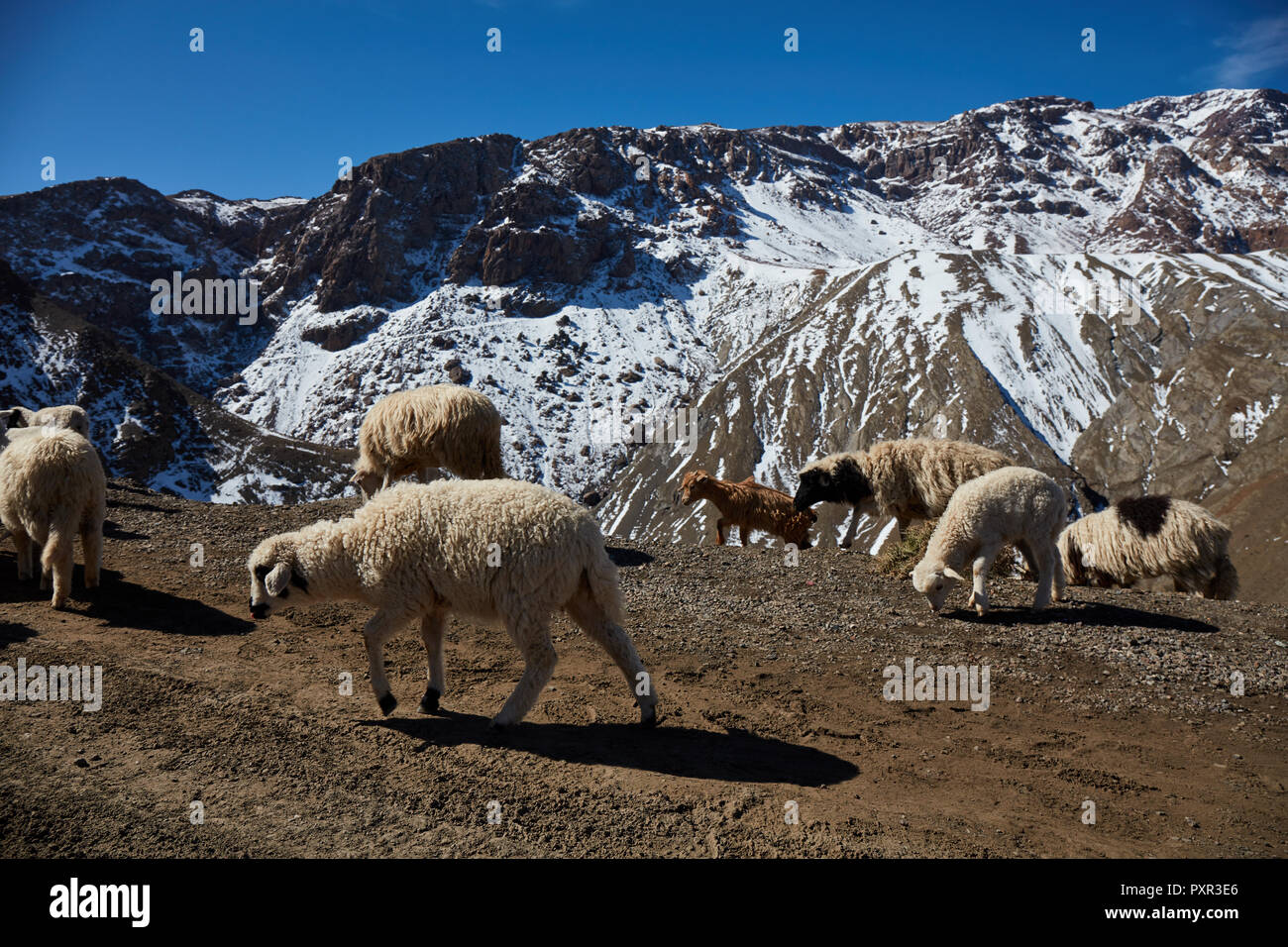 Sheep and goats herd at TIZI N'TICHKA, MOROCCO Stock Photo - Alamy