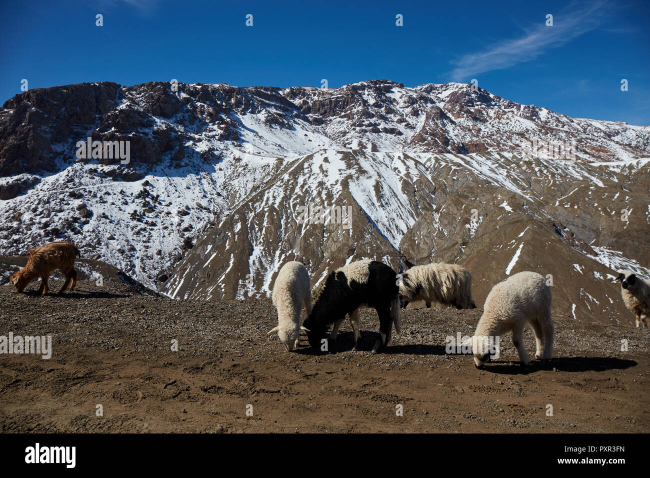 Sheep and goats herd at TIZI N'TICHKA, MOROCCO Stock Photo - Alamy