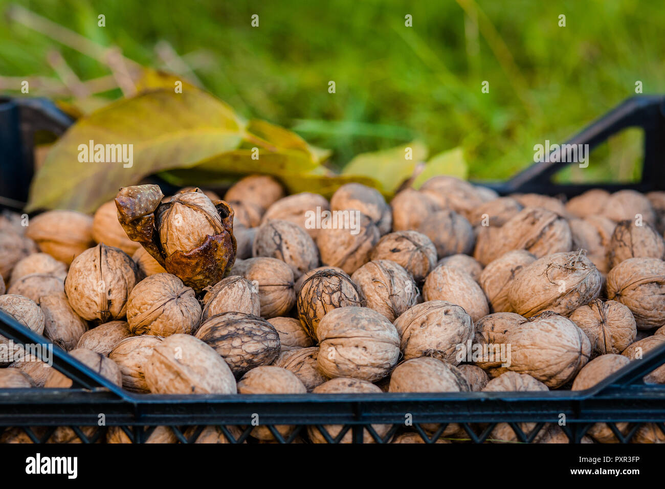 Freshly picked walnuts in boxes. Autumn harvest in the garden. Regal ...