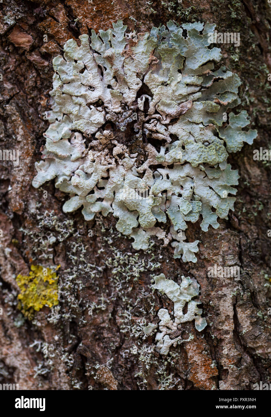 Shield lichen growth (Parmelia sulcata Stock Photo - Alamy