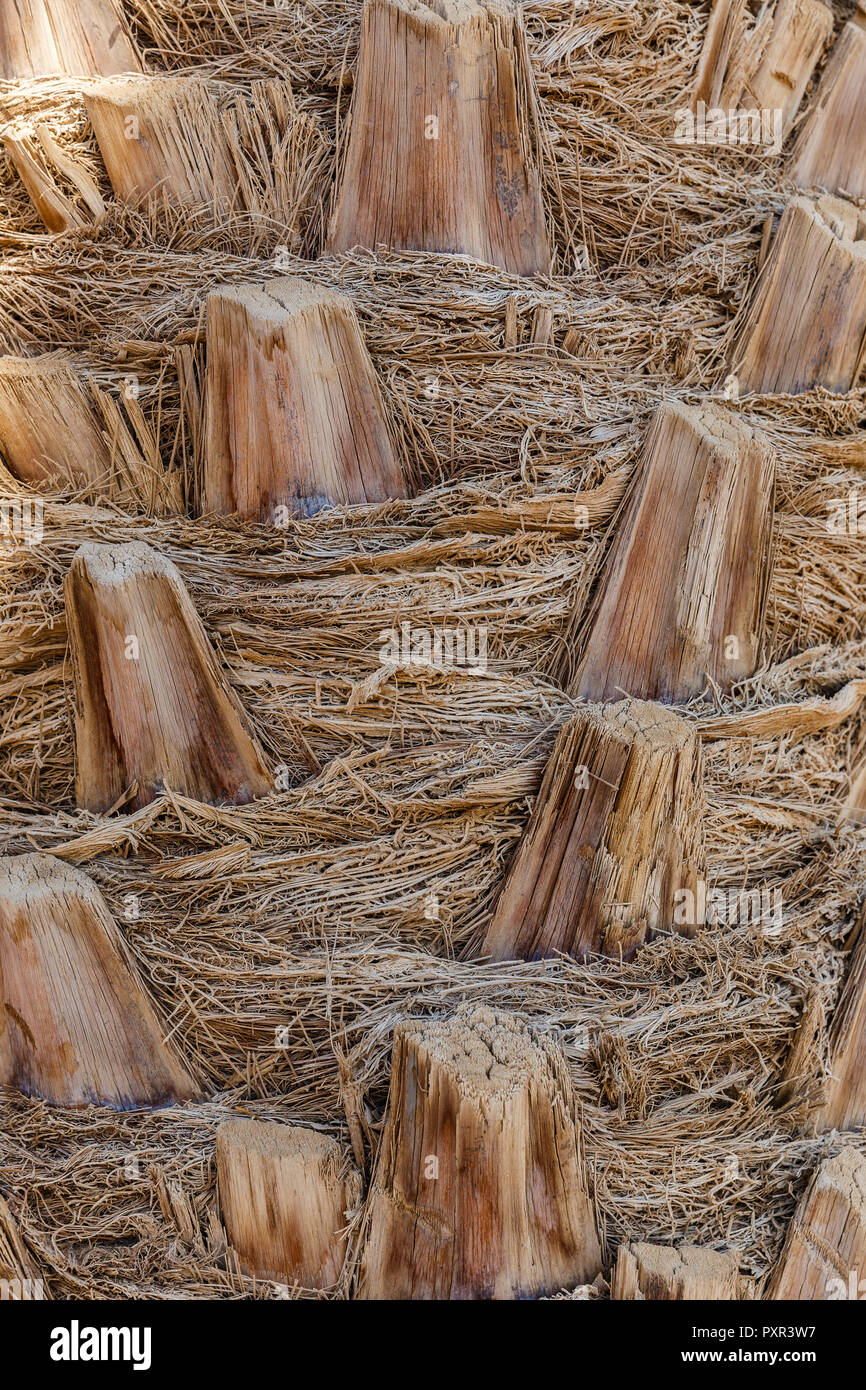 Palm tree trunk texture Stock Photo - Alamy