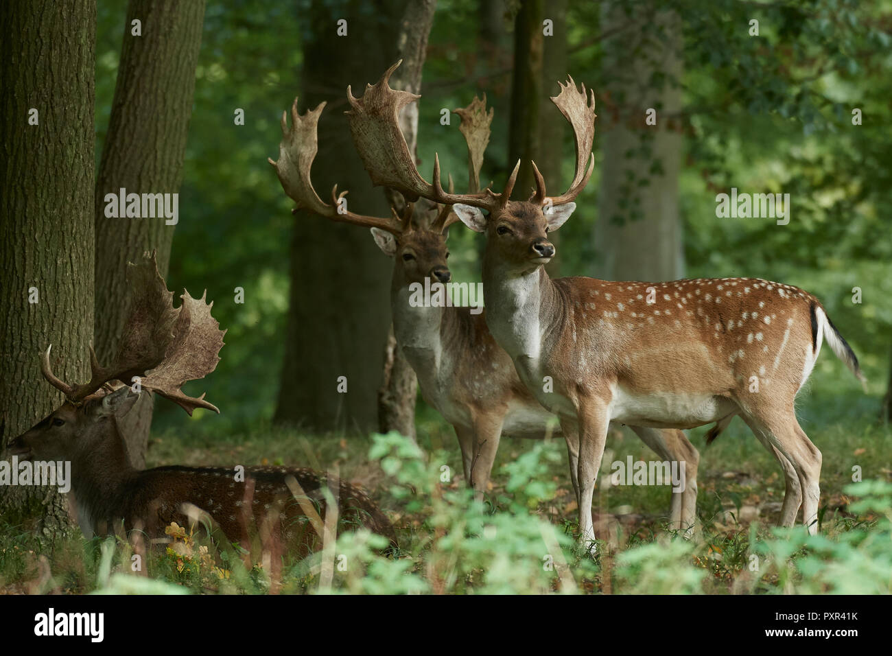 Fallow deer in its natural habitat in Denmark Stock Photo - Alamy