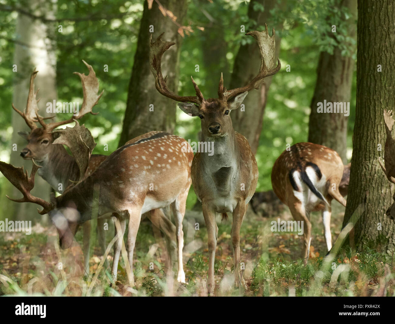 Fallow deer in its natural habitat in Denmark Stock Photo - Alamy