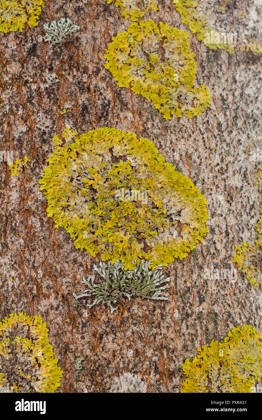 Common orange lichen growth (Xanthoria parietina Stock Photo - Alamy