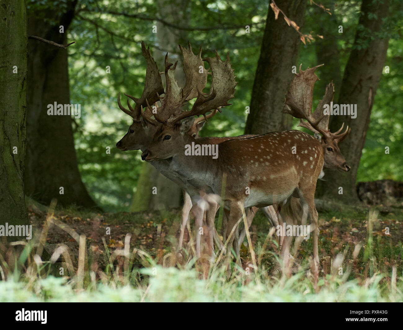 Fallow deer in its natural habitat in Denmark Stock Photo - Alamy