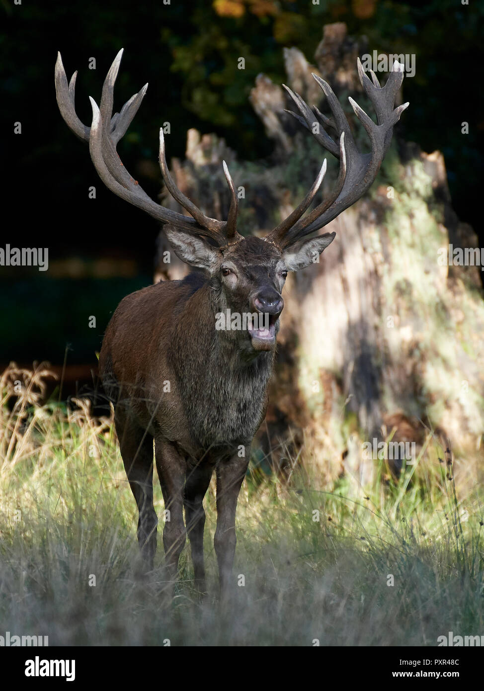 Red deer in its natural habitat in Denmark Stock Photo - Alamy