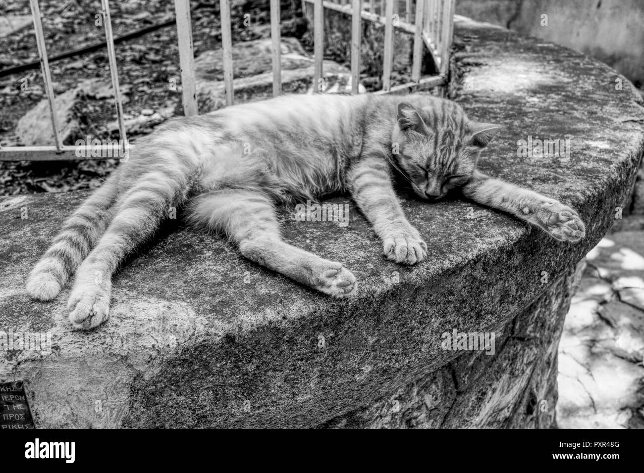 Stray cat BW Stock Photo - Alamy
