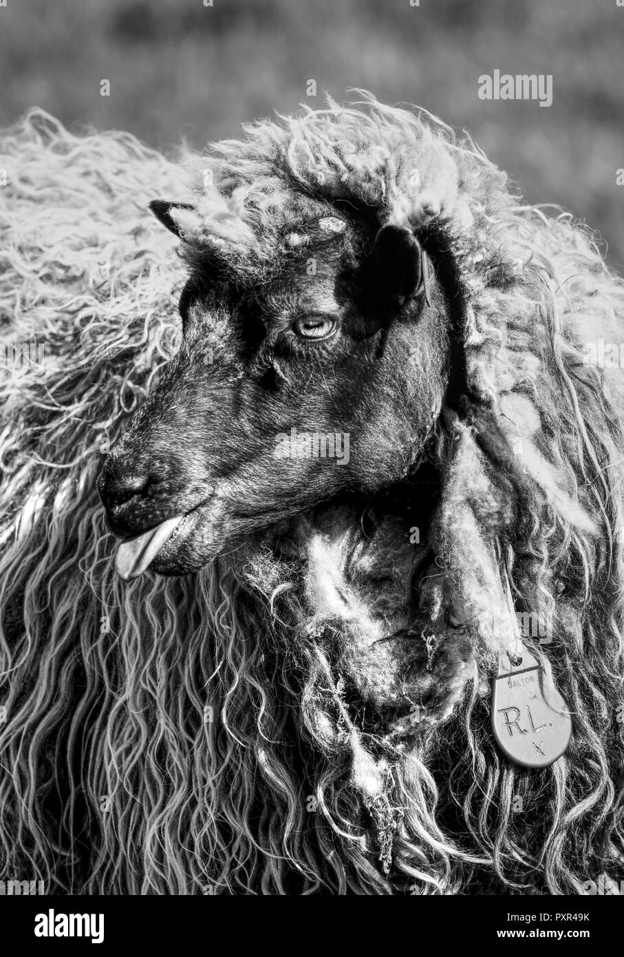 Sheepish behavior - a cheeky sheep with a rebllious attitude Stock ...