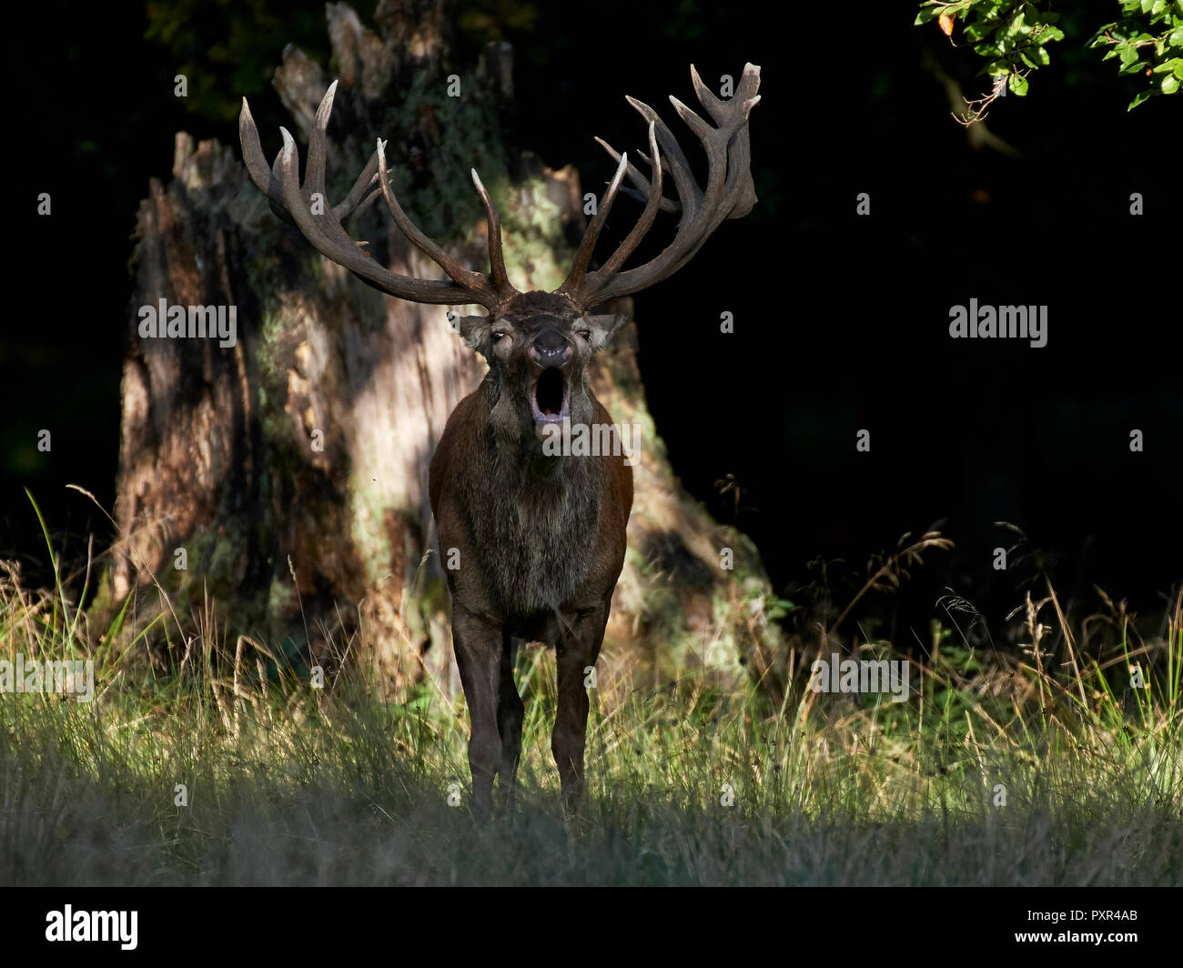 Red deer in its natural habitat in Denmark Stock Photo - Alamy
