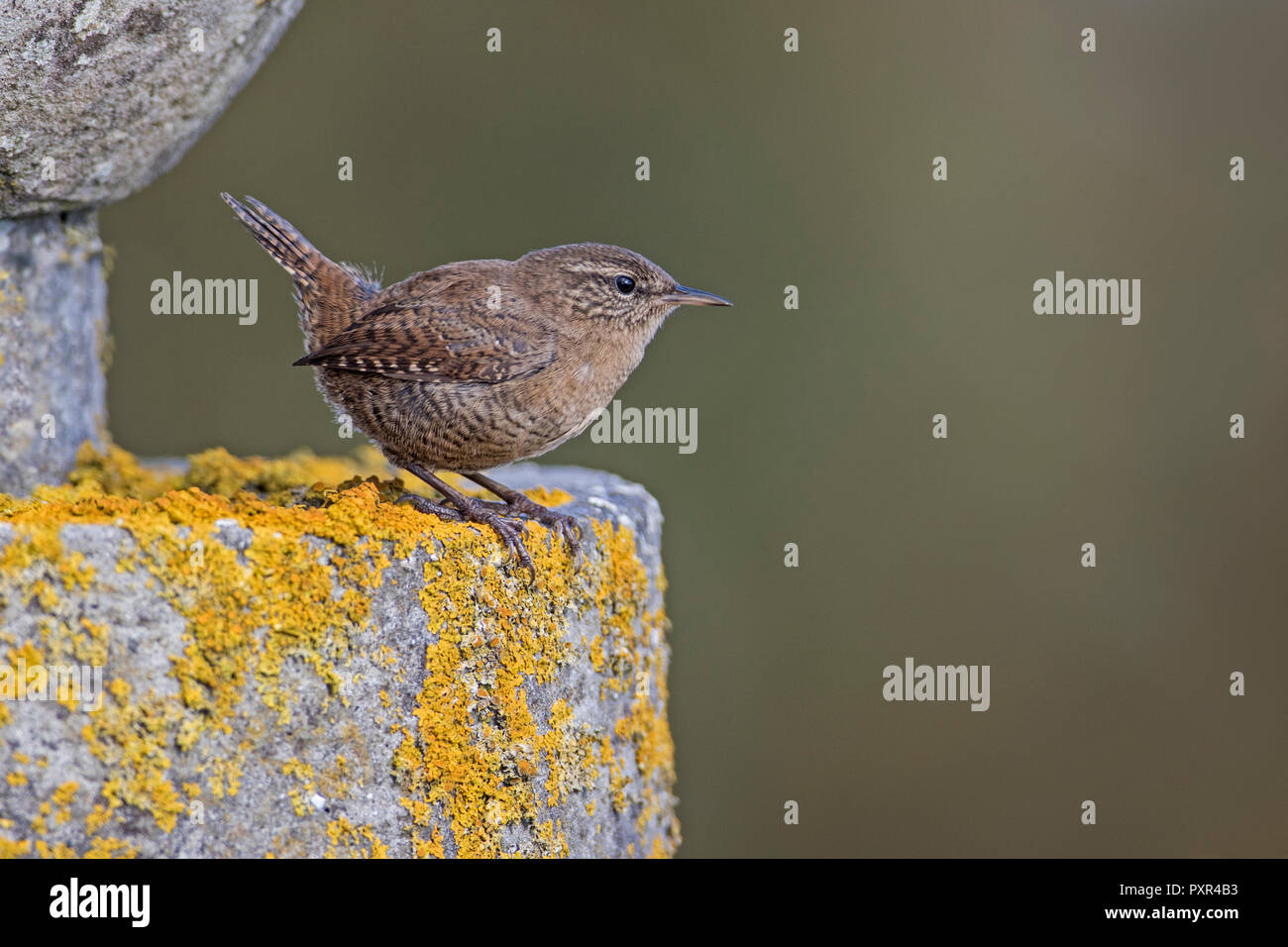 Shetland wren hi-res stock photography and images - Alamy