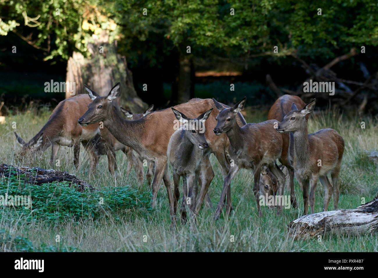 Red deer in its natural habitat in Denmark Stock Photo - Alamy