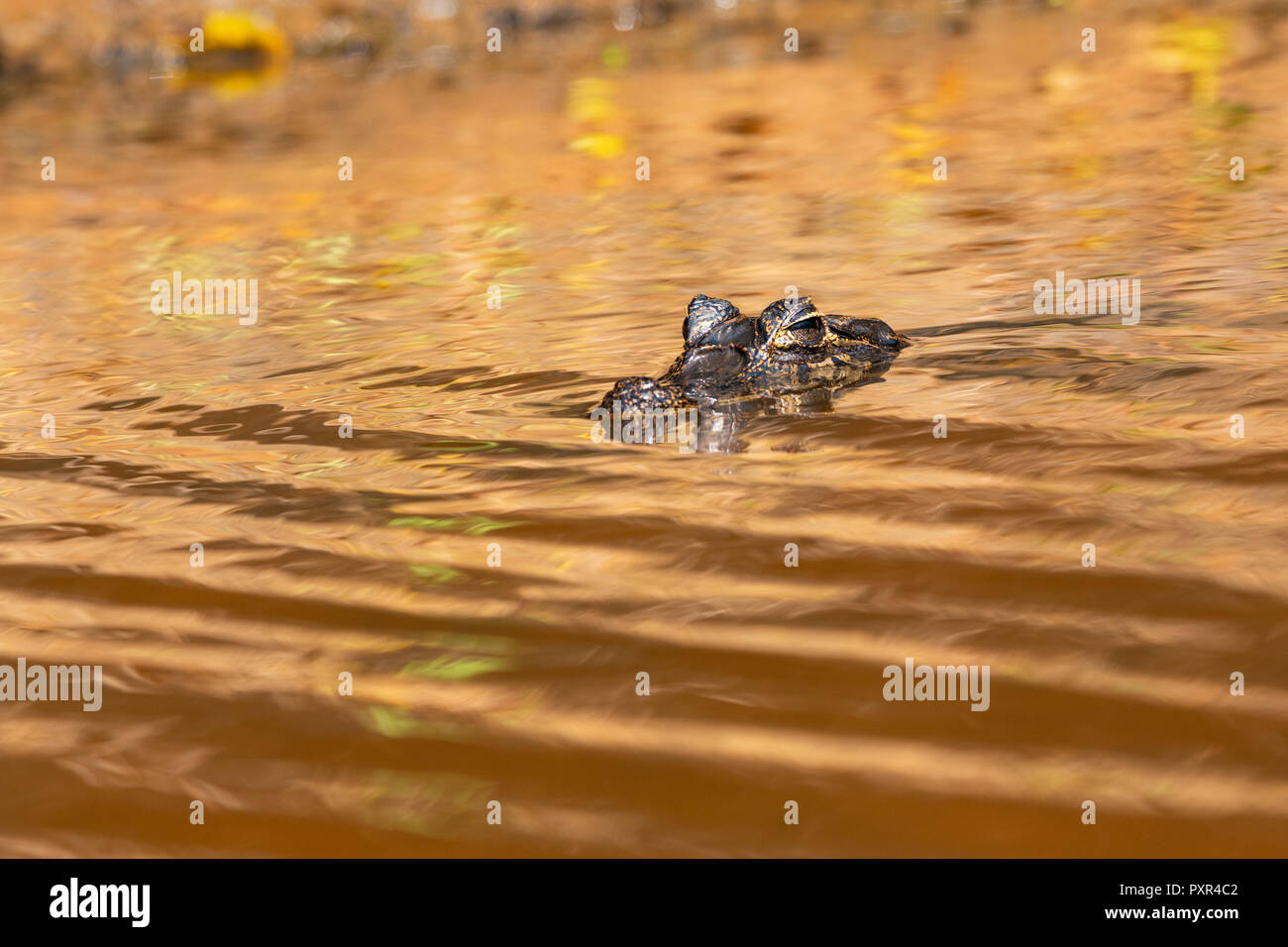 eyes and mouth cayman leaning out of the river Stock Photo - Alamy
