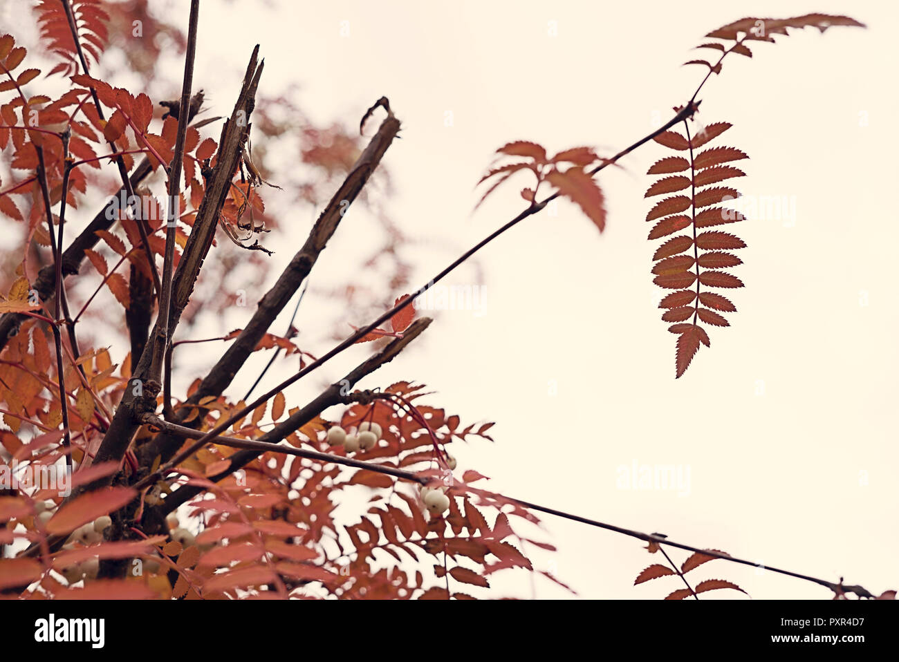 Graphic fall foliage detail in a decorative warm orange color on ...