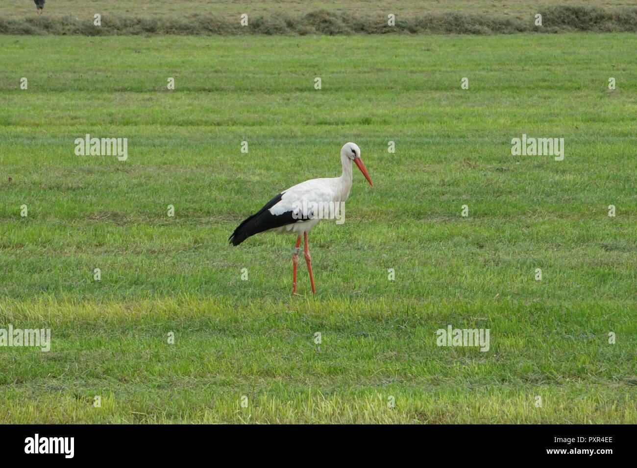 Single stork in my back garden. Made a picture when he was alone Stock ...