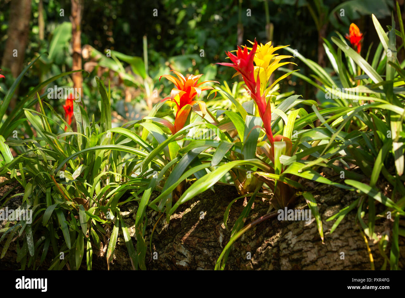 flowers blooming in the jungle Stock Photo - Alamy