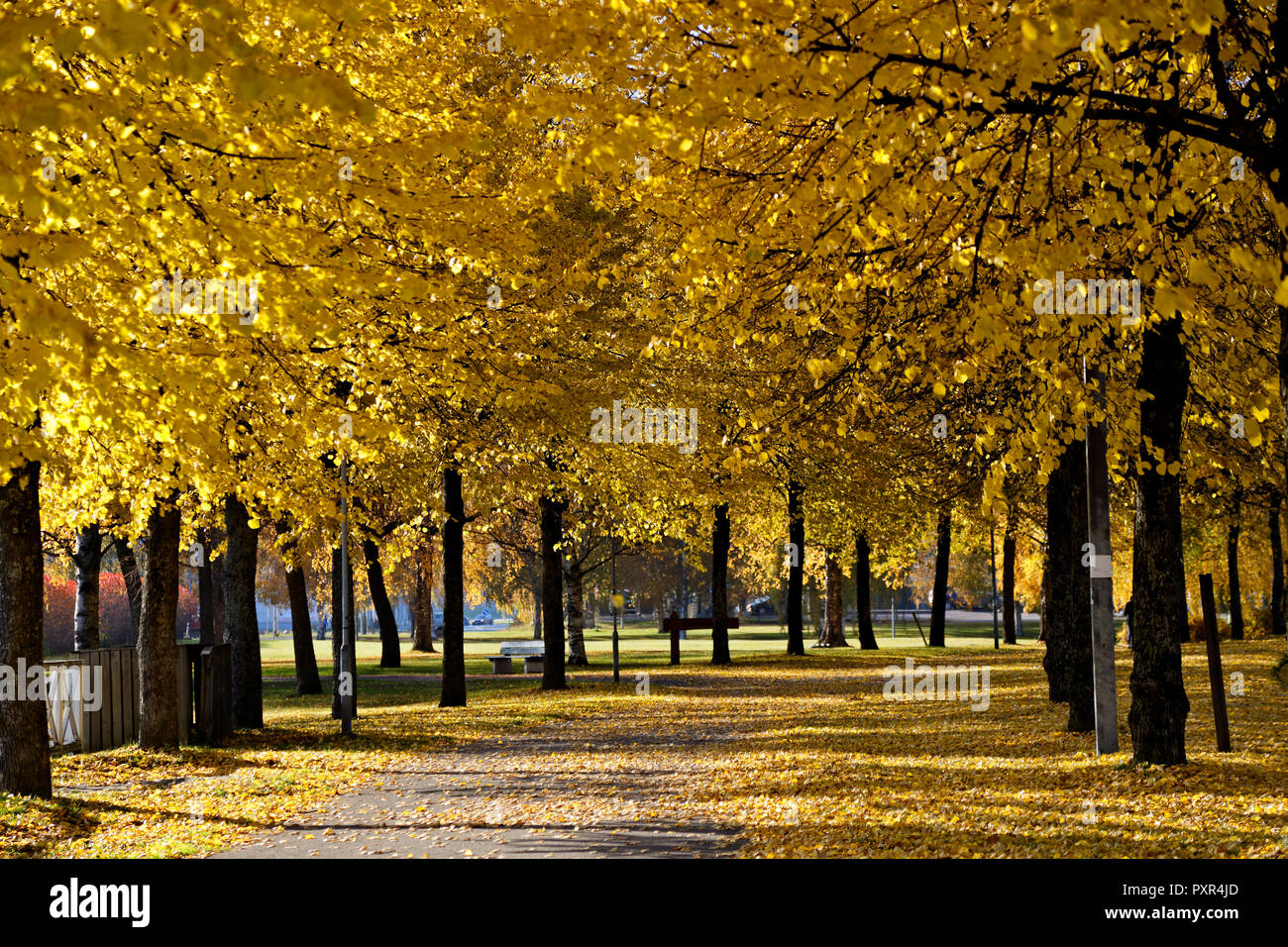 Linden tree city park hi-res stock photography and images - Alamy