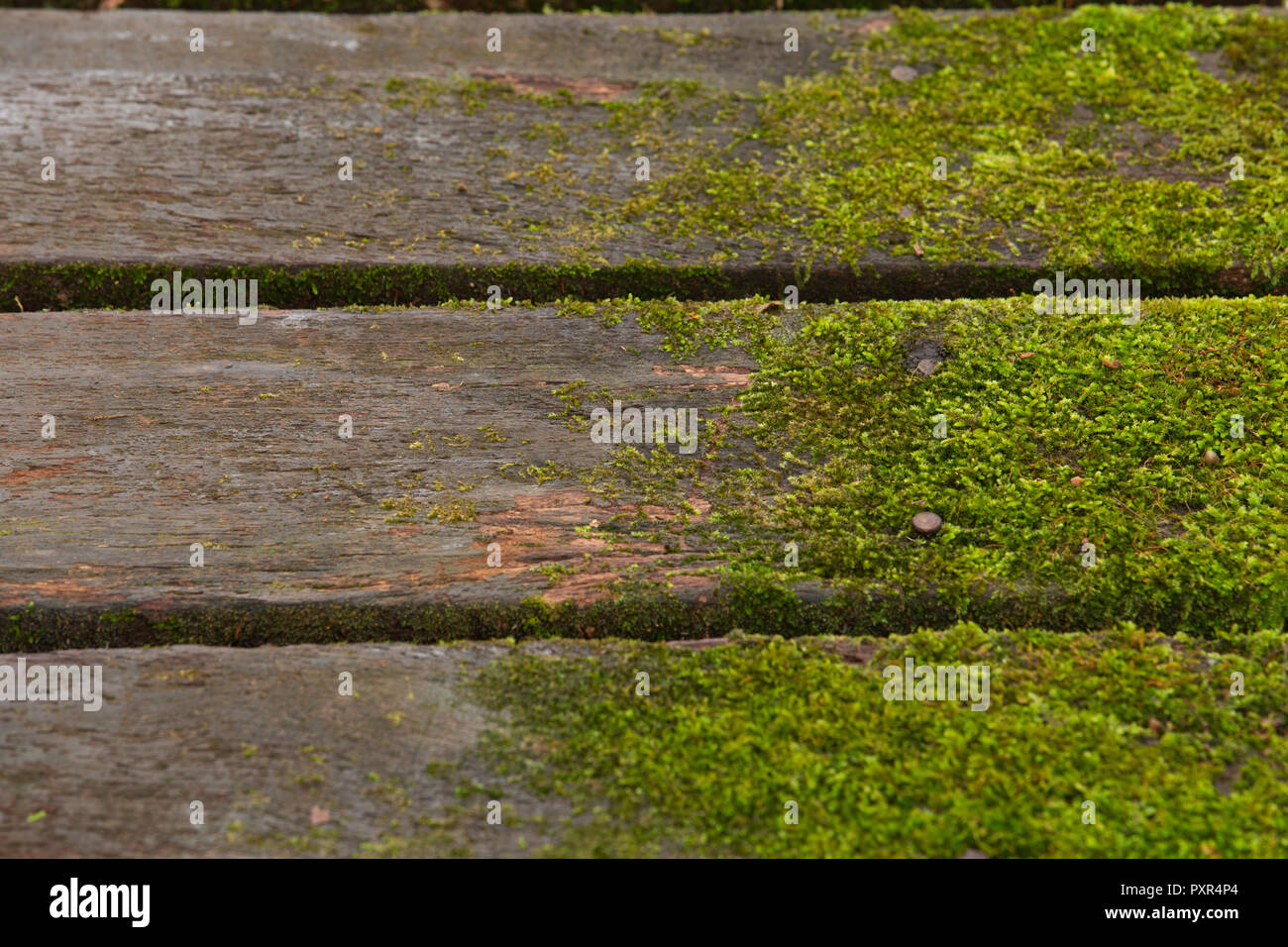 Board covered with moss hi-res stock photography and images - Alamy