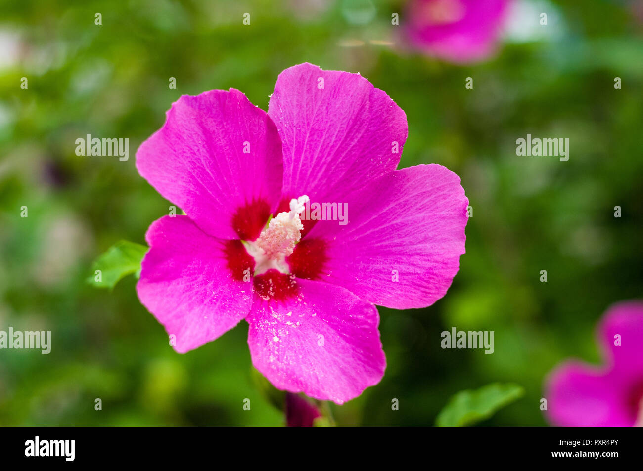 Bright Hibiscus flower blooming in the tropical garden, in soft focus ...