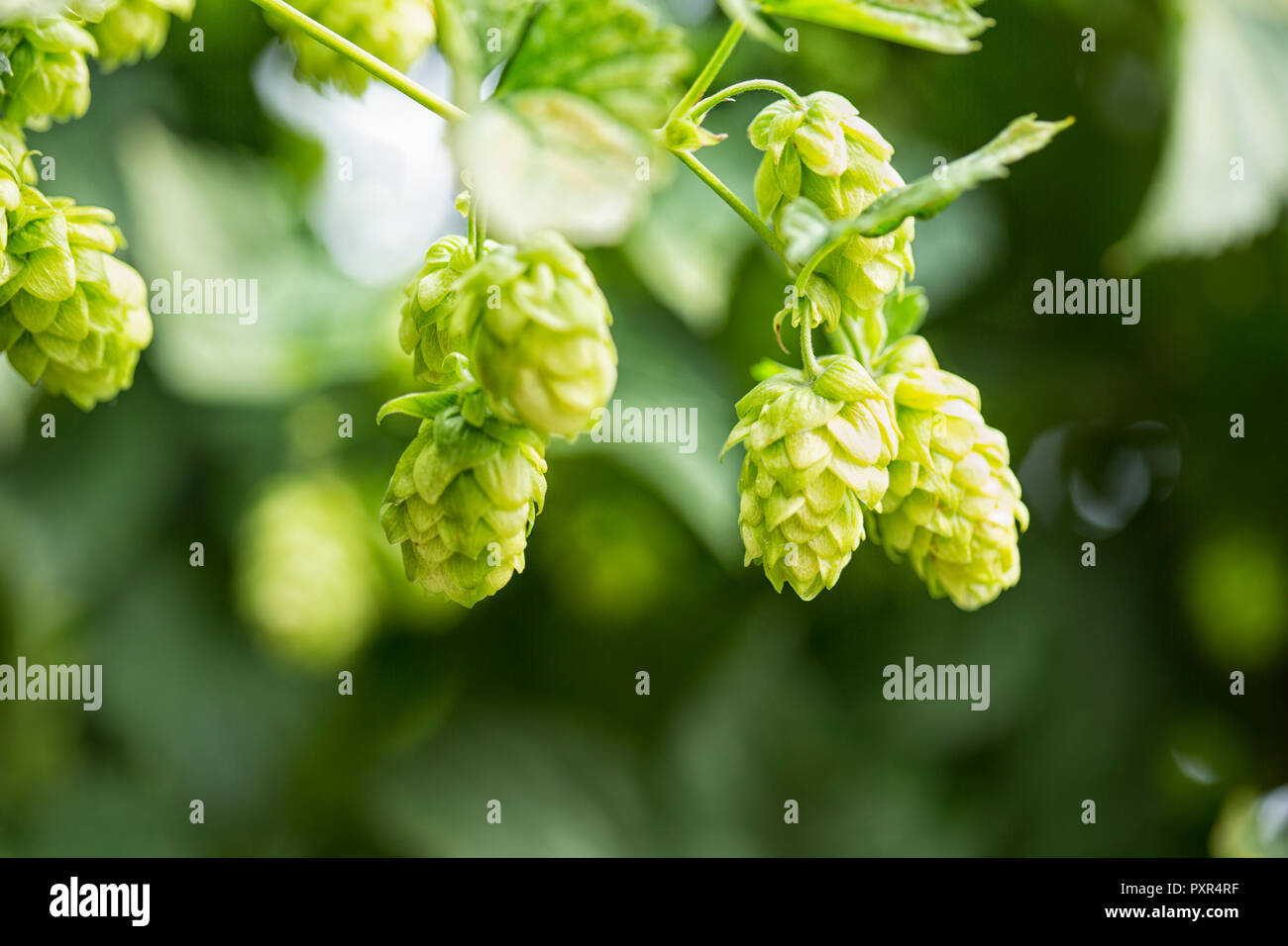 Hop cone, Humulus lupulus Stock Photo - Alamy