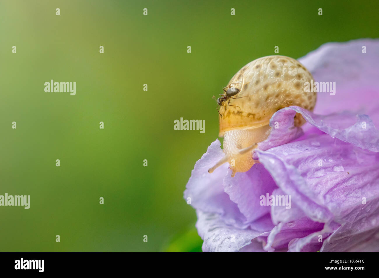 Ant on snail on a petal of closed pink flower covered with rain drops ...