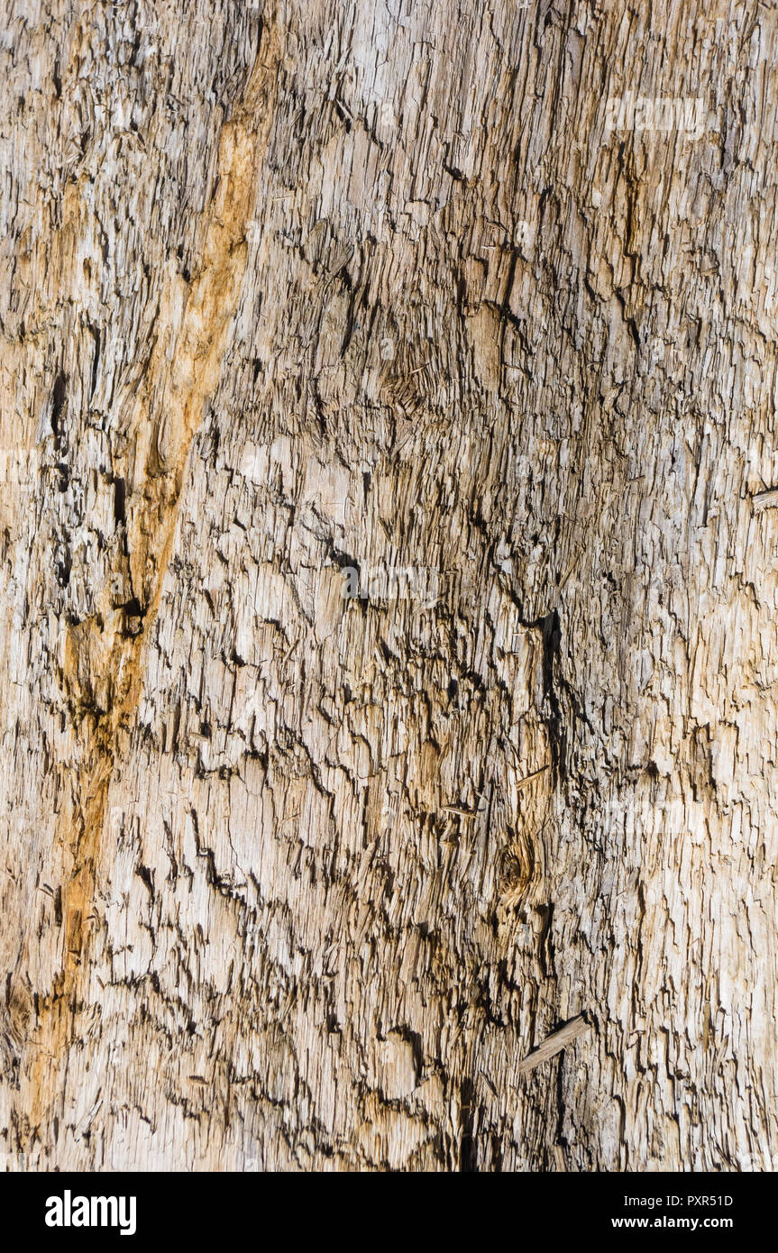 Texture of old driftwood, washed up by the sea, closeup Stock Photo - Alamy