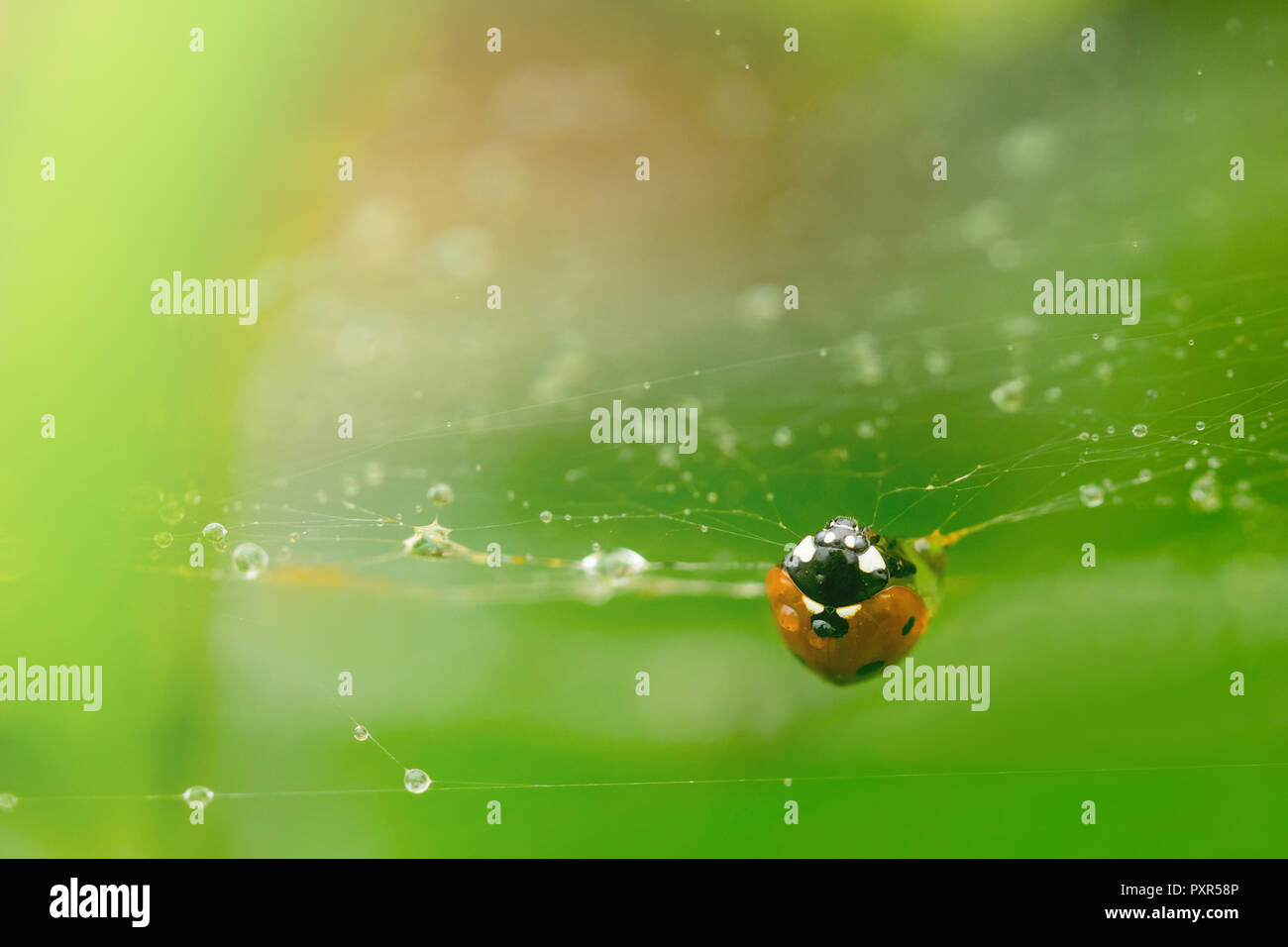 Ladybug upside down on spider web with raindrops all over Stock Photo ...