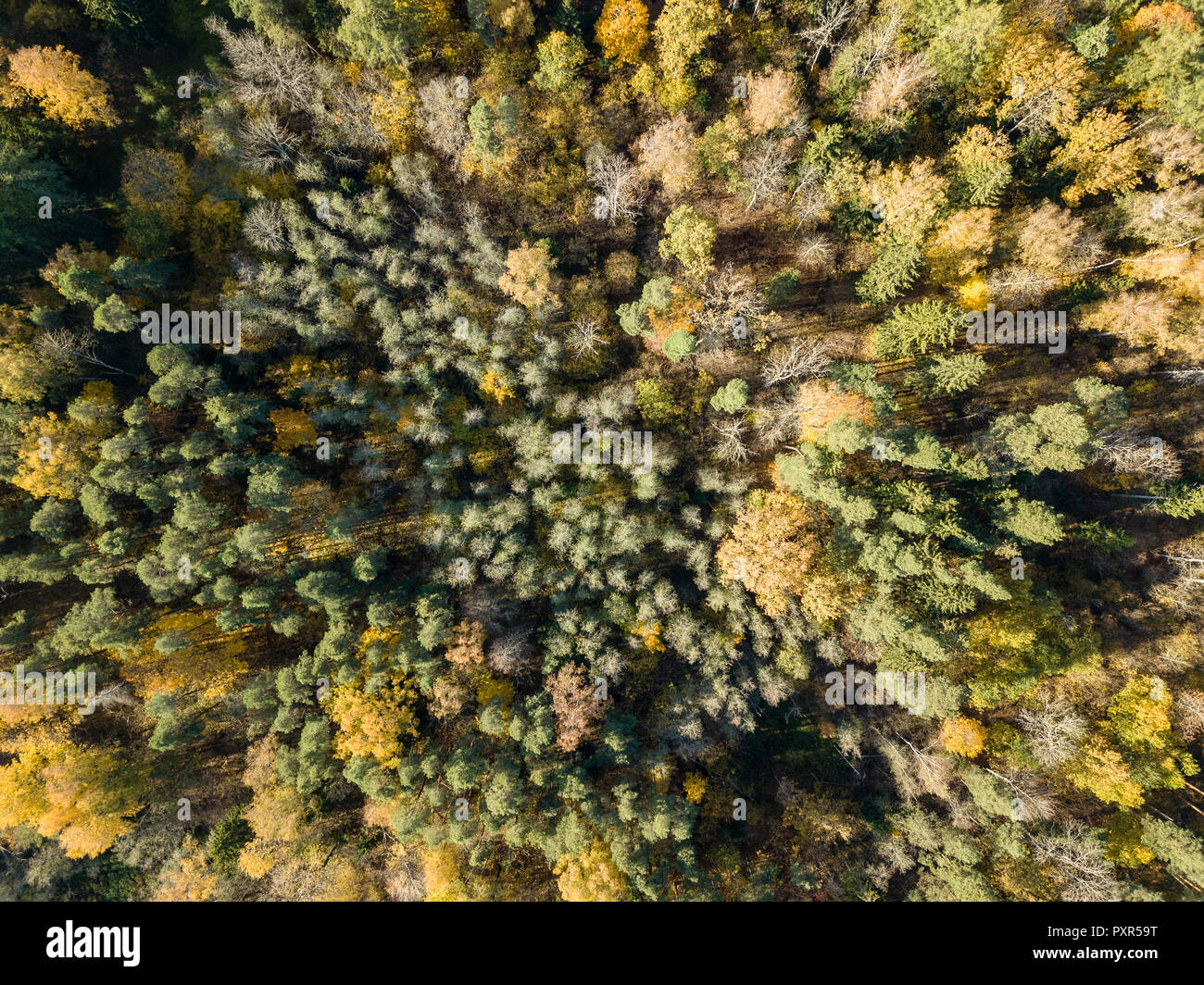 drone image. aerial view of rural area in autumn with yellow and red ...