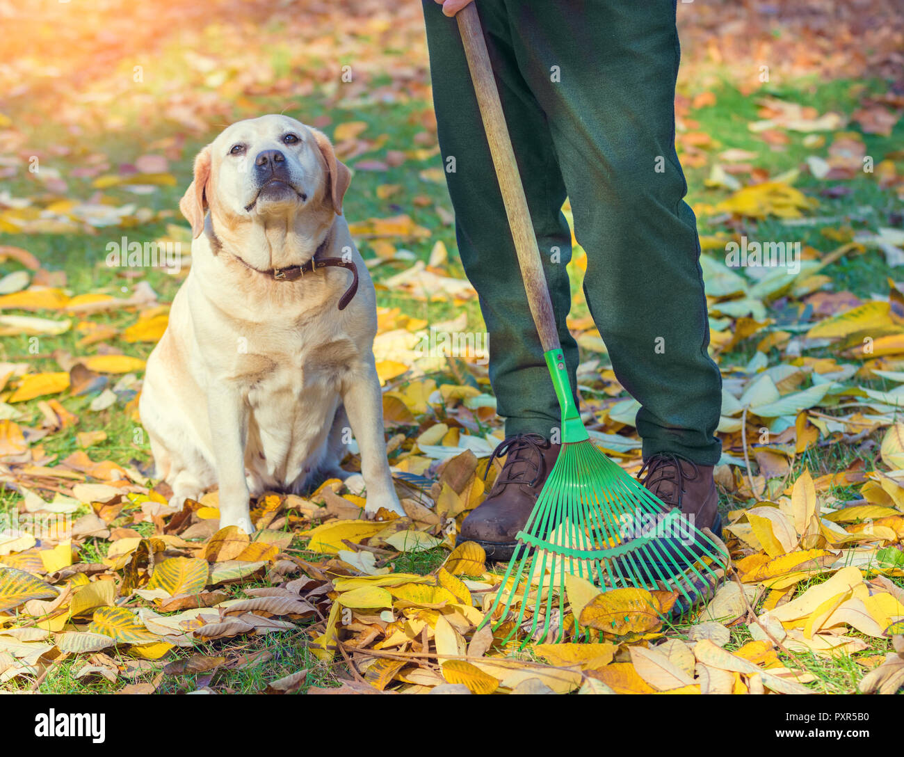 Man rakes fallen leaves hi-res stock photography and images - Alamy
