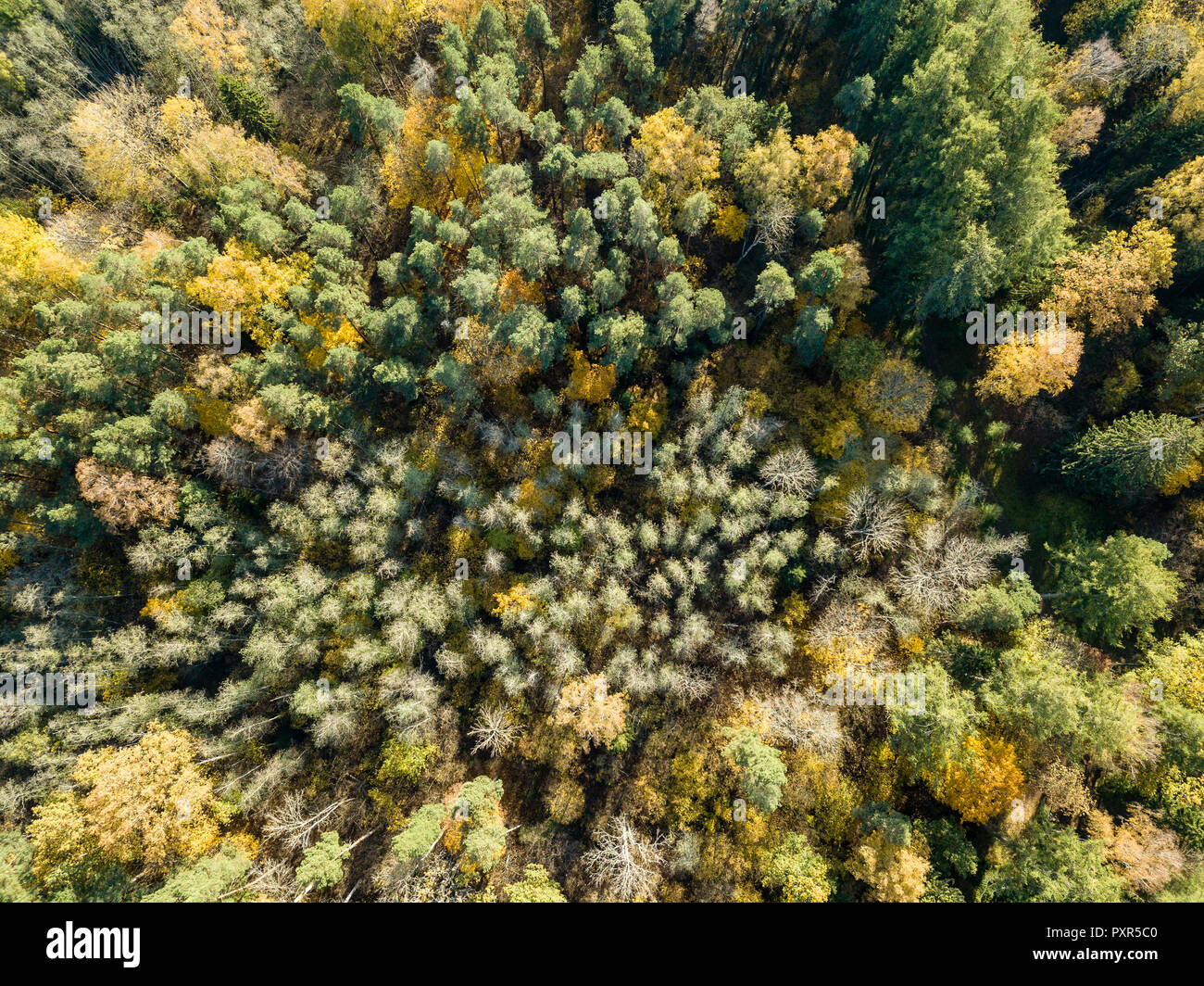 drone image. aerial view of rural area in autumn with yellow and red ...