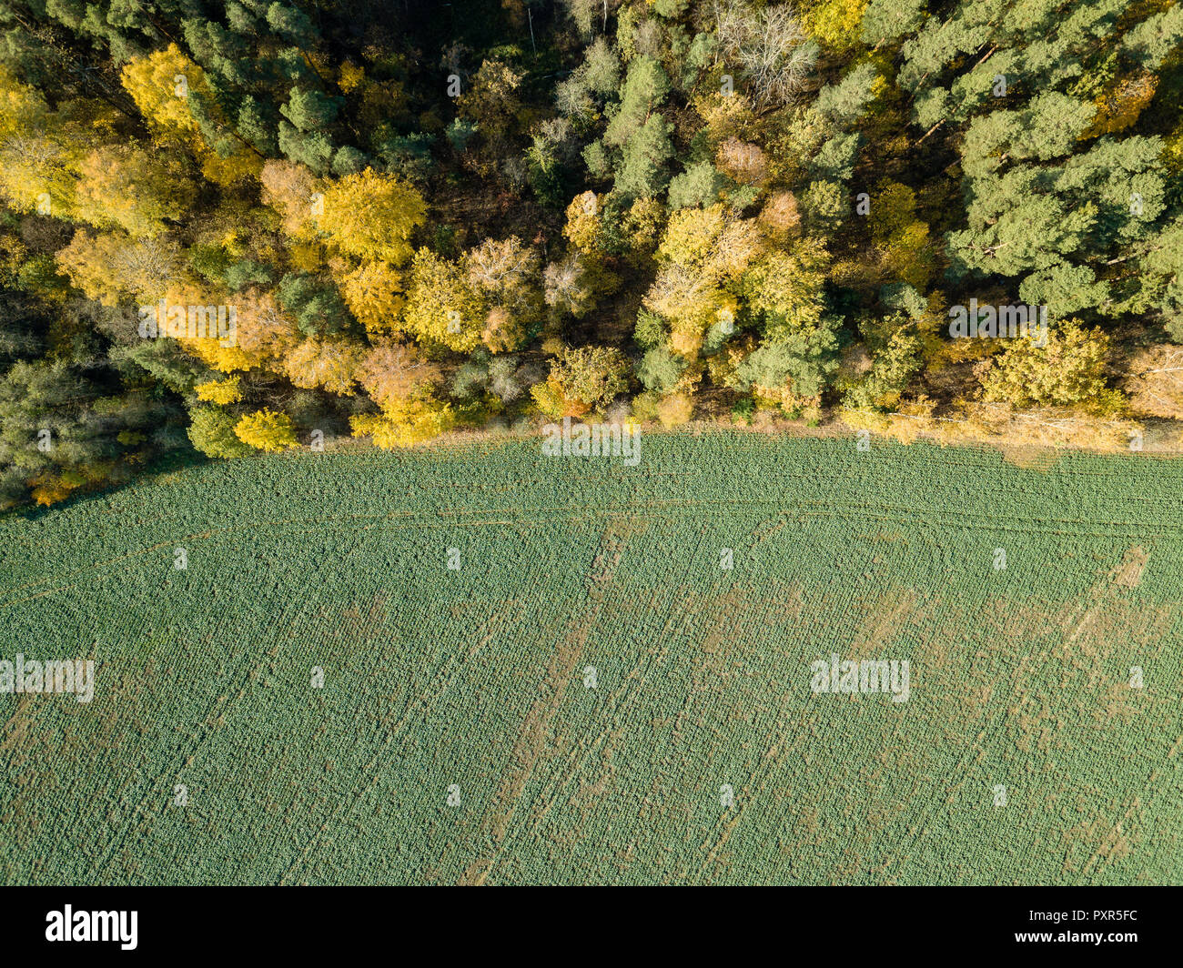 drone image. aerial view of rural area with fields and forests in ...
