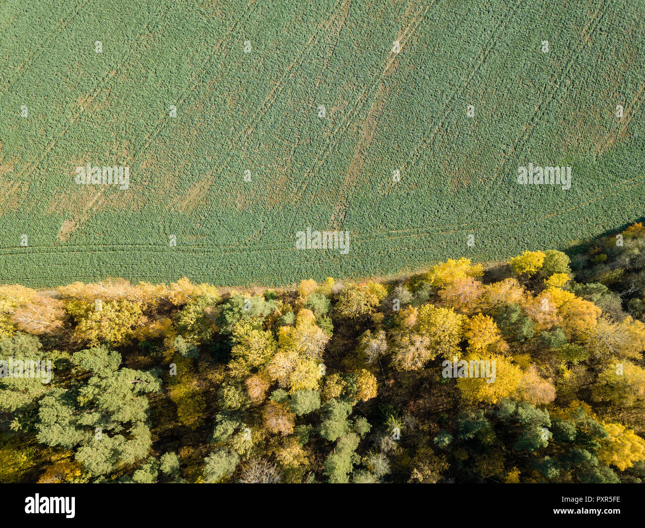 drone image. aerial view of rural area with fields and forests in ...