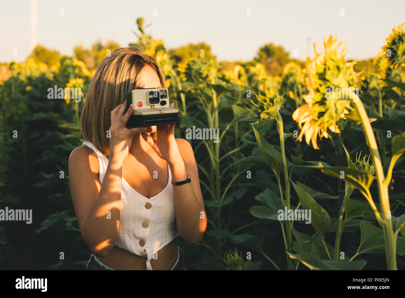 Young woman in a field of sunflowers taking pictures with an instant ...