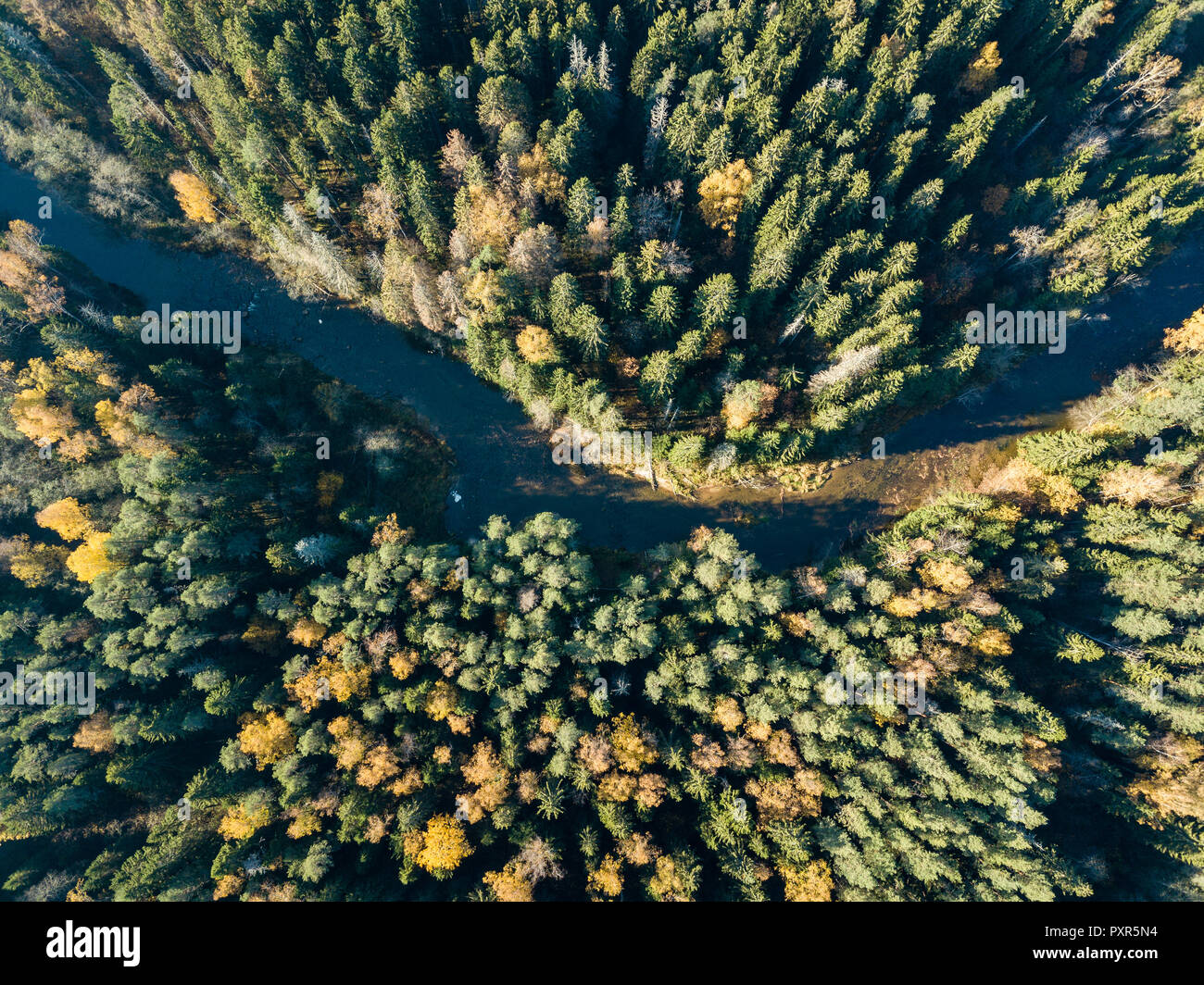 drone image. aerial view of wavy river in autumn colored forest. latvia ...