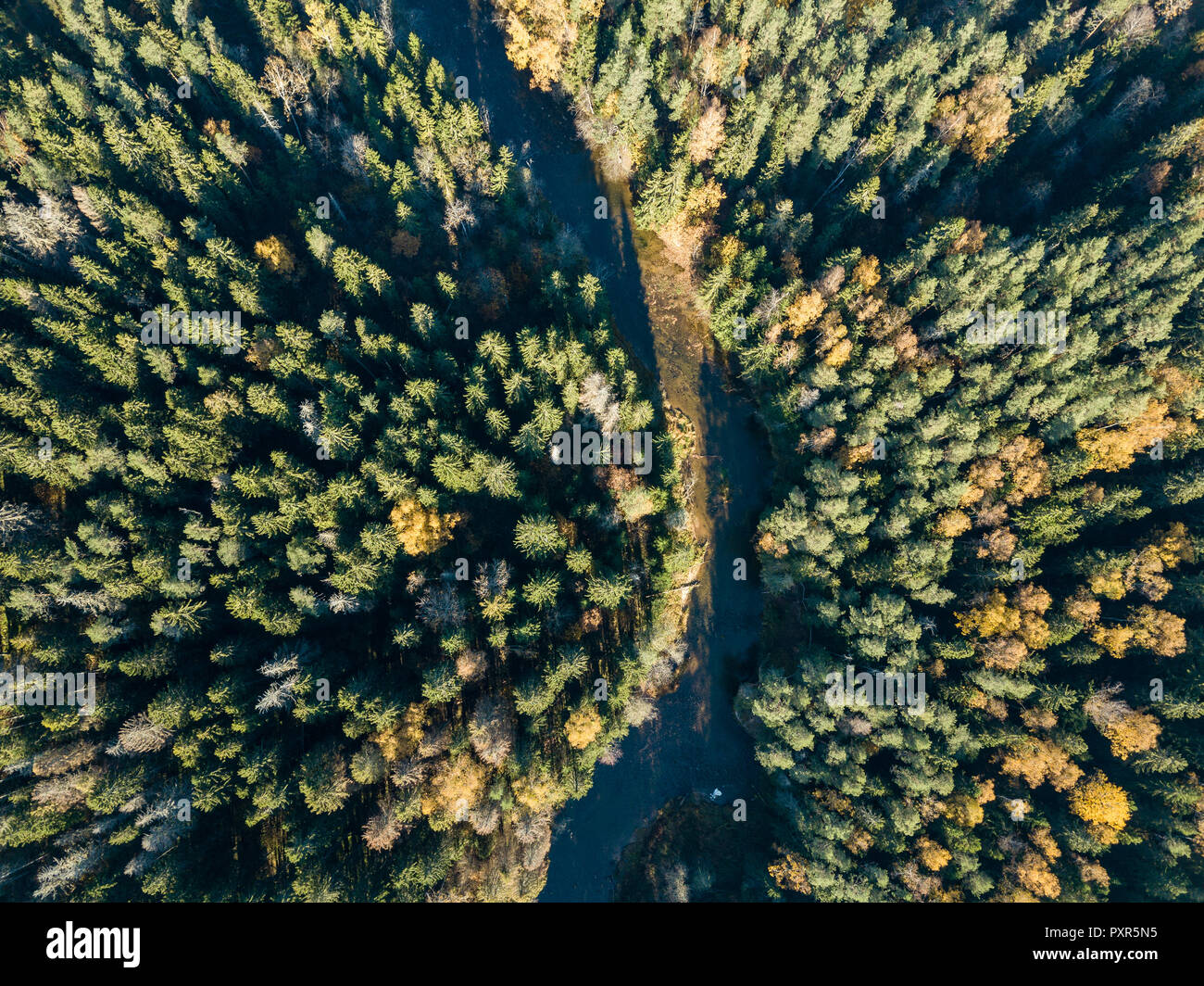 drone image. aerial view of wavy river in autumn colored forest. latvia ...