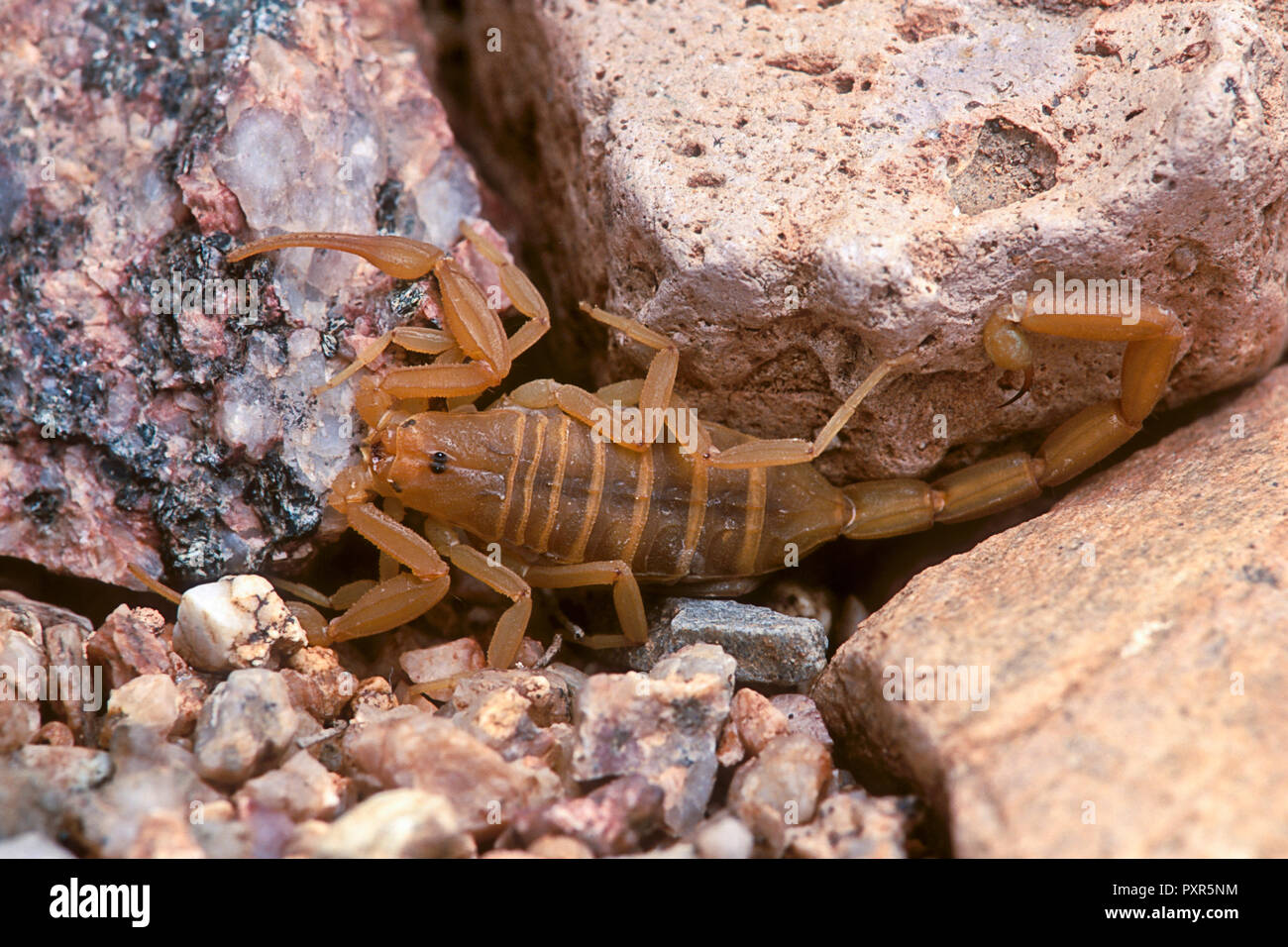 Scorpion Desert Arizona High Resolution Stock Photography and Images ...