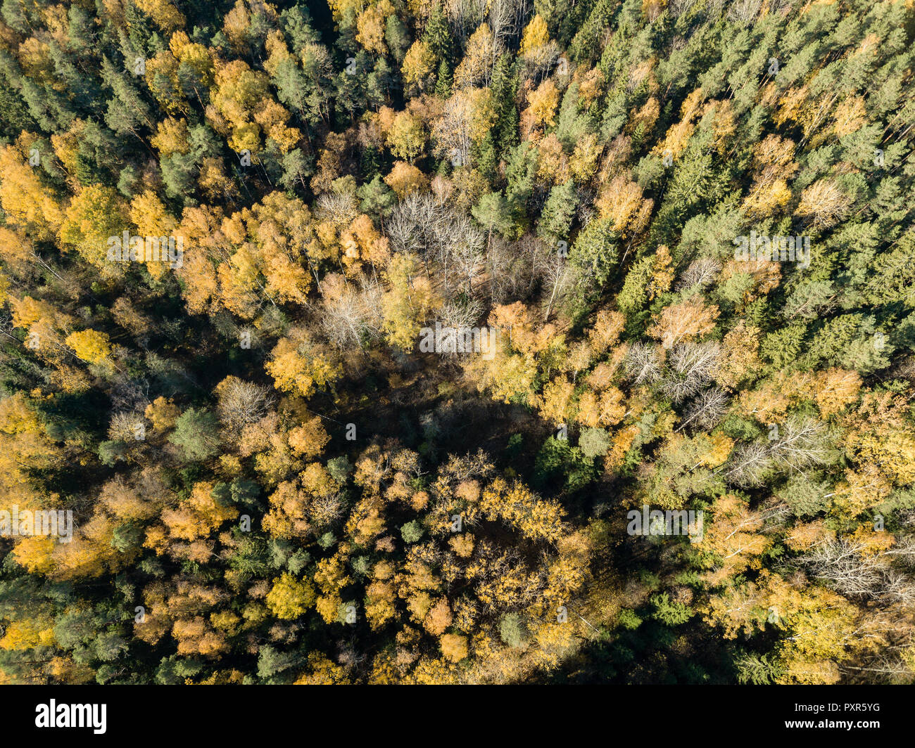 drone image. aerial view of rural area in autumn with yellow and red ...