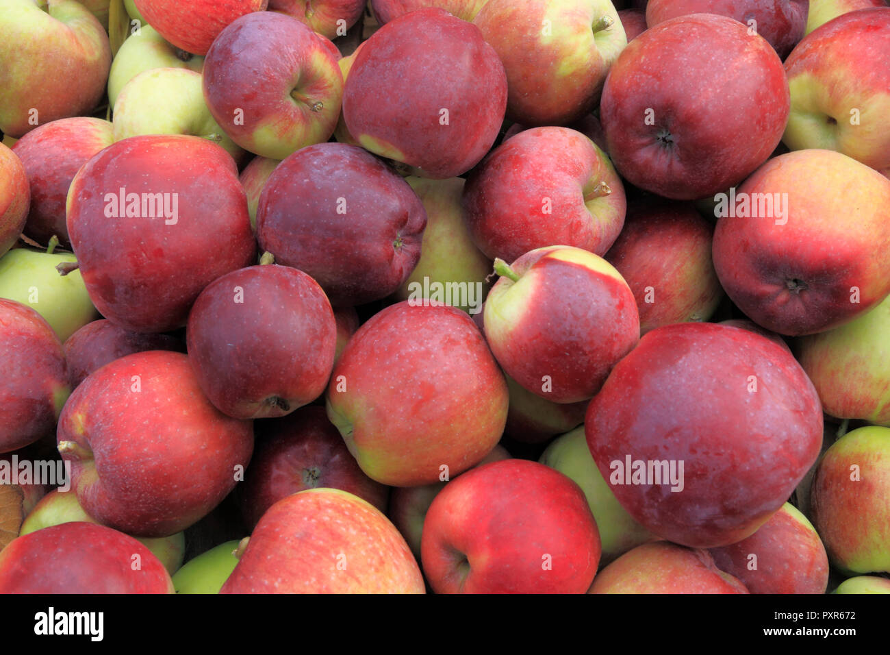 Apple 'Spartan', apples, malus domestica, farm shop, display, named ...