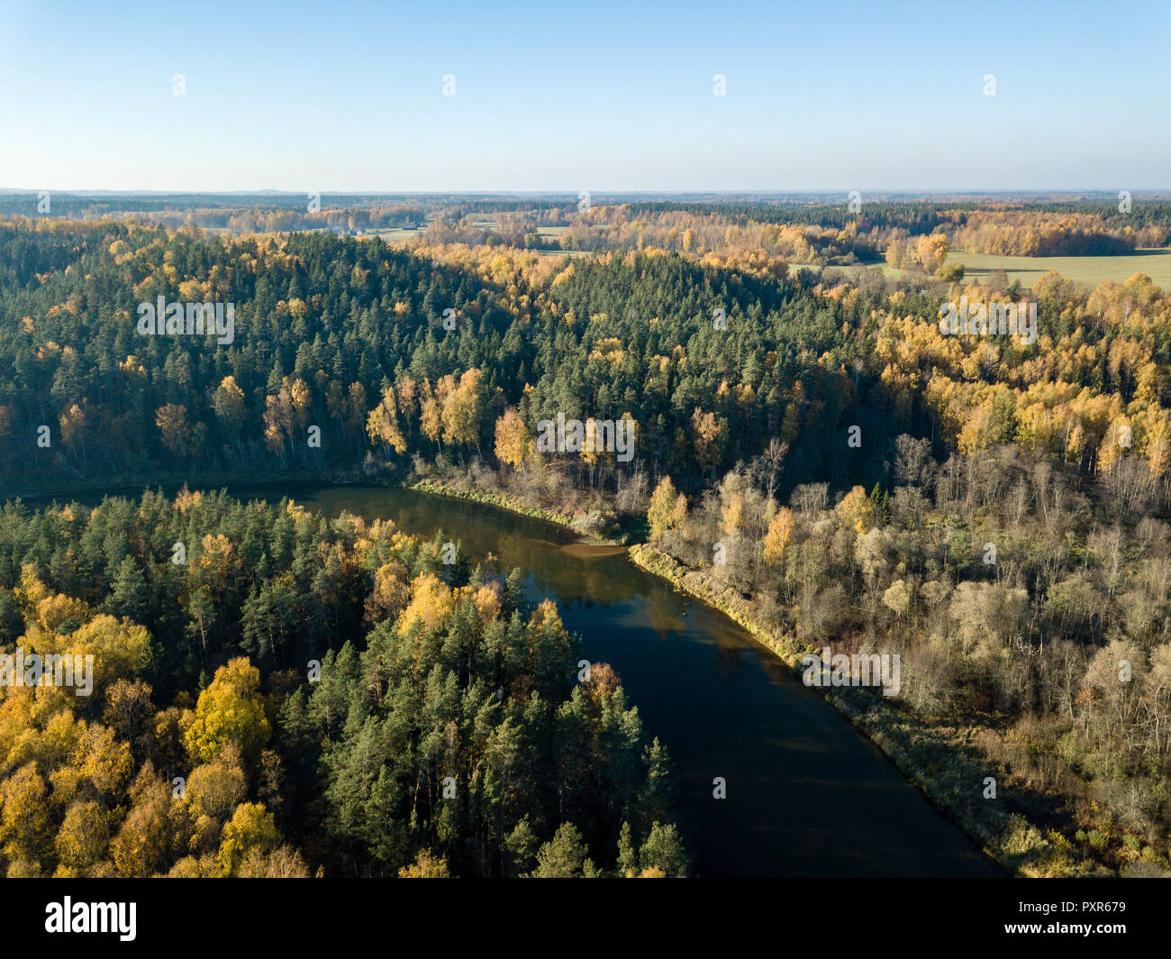 drone image. aerial view of wavy river in autumn colored forest. latvia ...