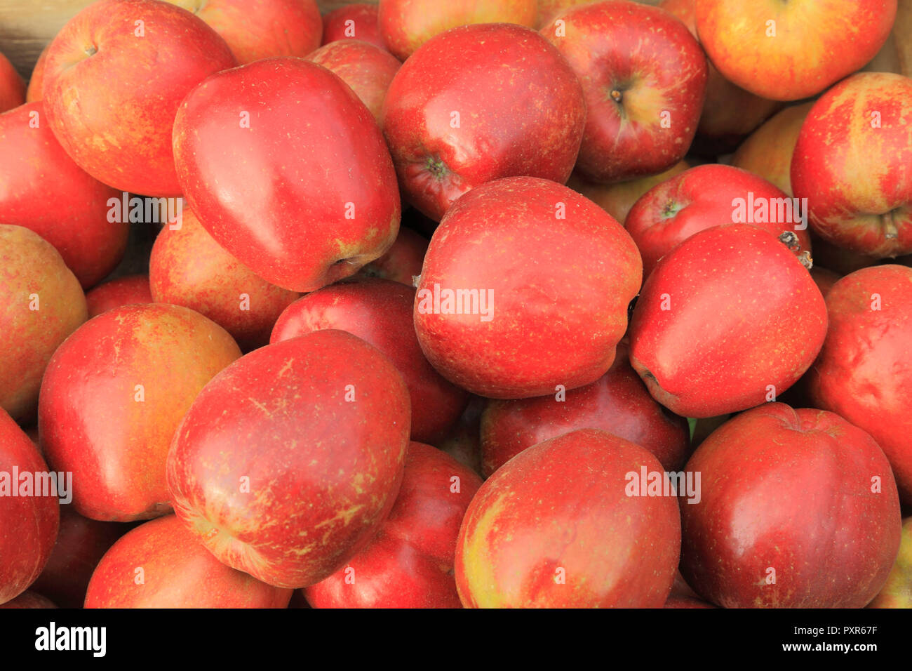 Apple 'Ton', apples, malus domestica, farm shop, display, named variety ...
