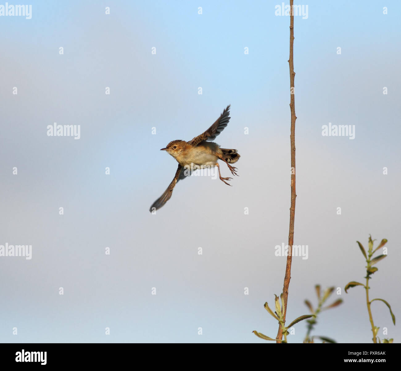 Beautiful young little bird in flight in summer Stock Photo - Alamy
