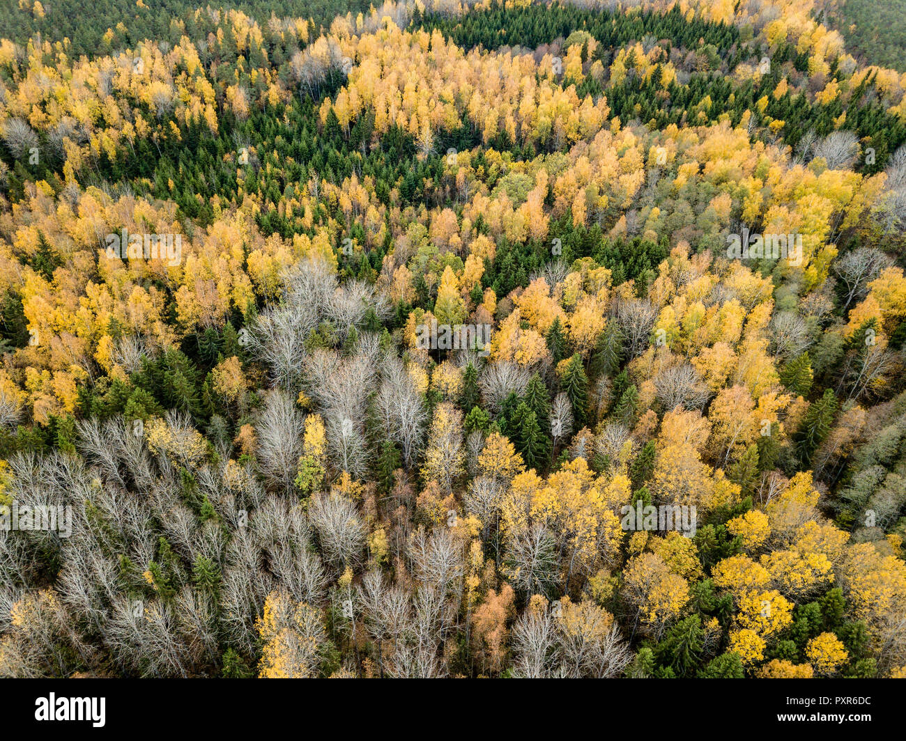 drone image. aerial view of rural area in autumn with yellow and red ...
