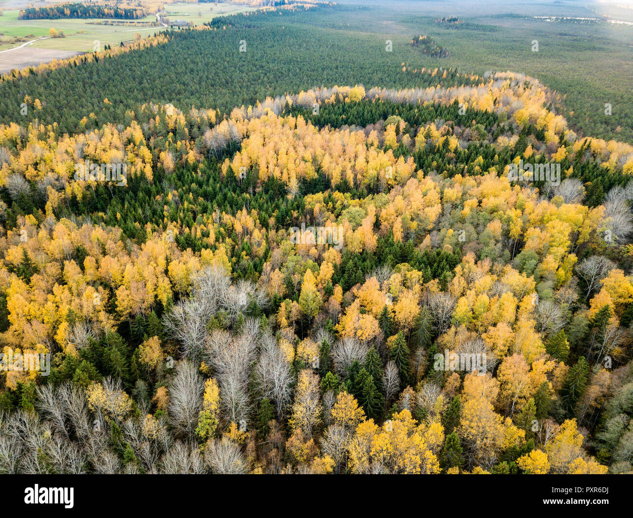 drone image. aerial view of rural area in autumn with yellow and red ...