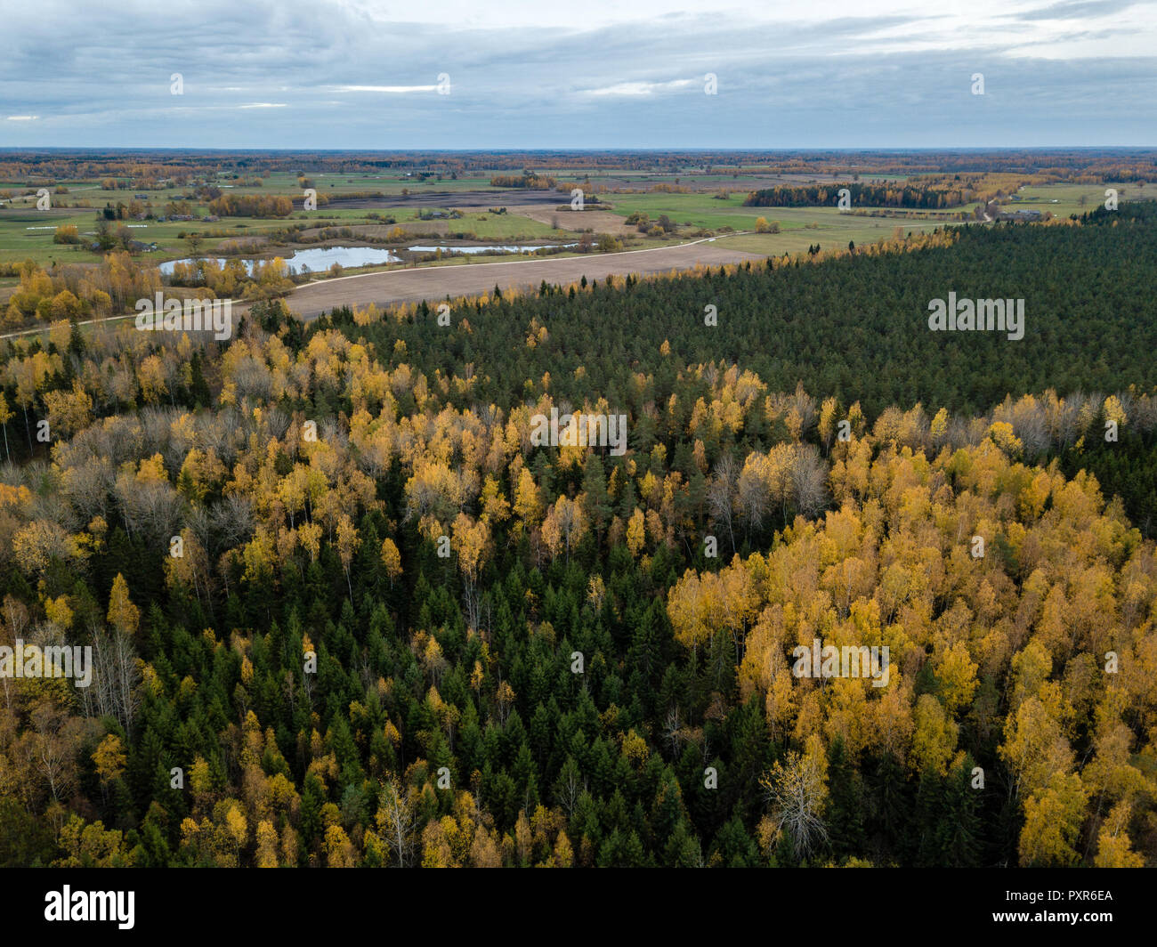 drone image. aerial view of rural area in autumn with yellow and red ...