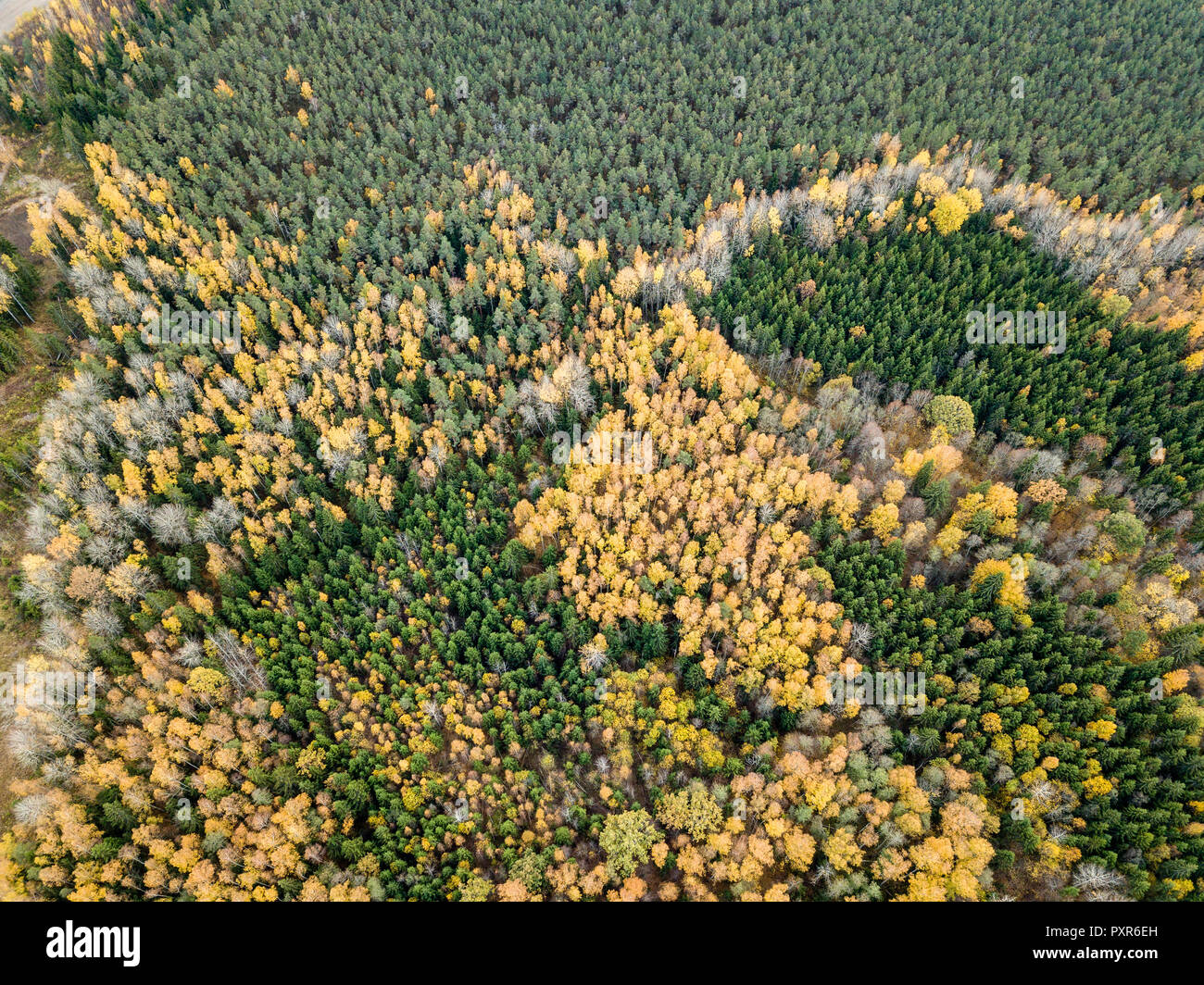drone image. aerial view of rural area in autumn with yellow and red ...