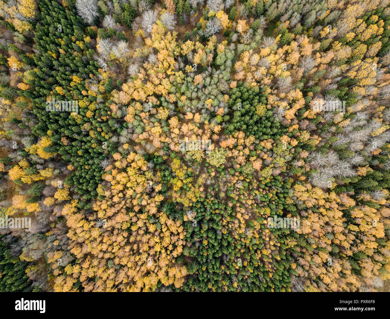 drone image. aerial view of rural area in autumn with yellow and red ...