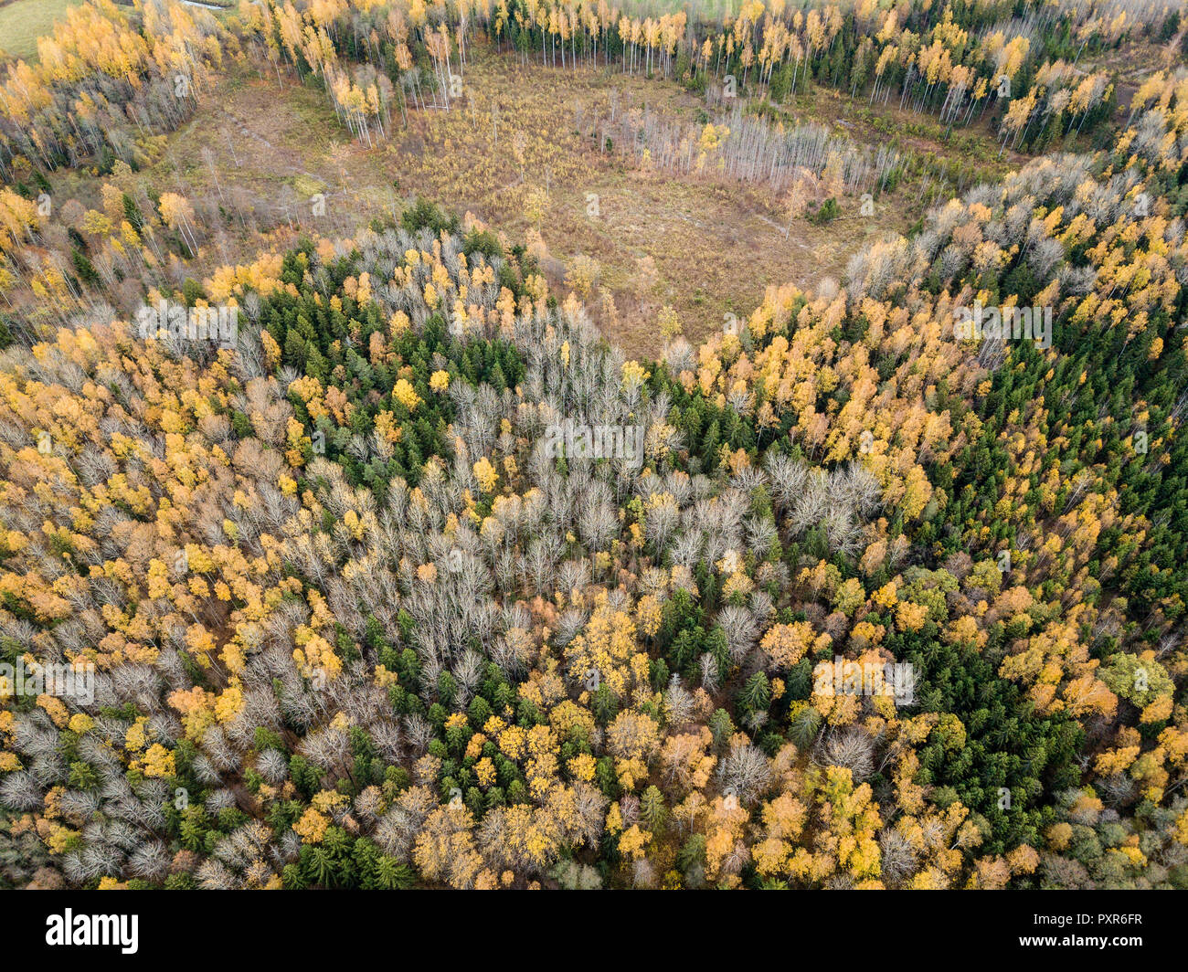 drone image. aerial view of rural area in autumn with yellow and red ...