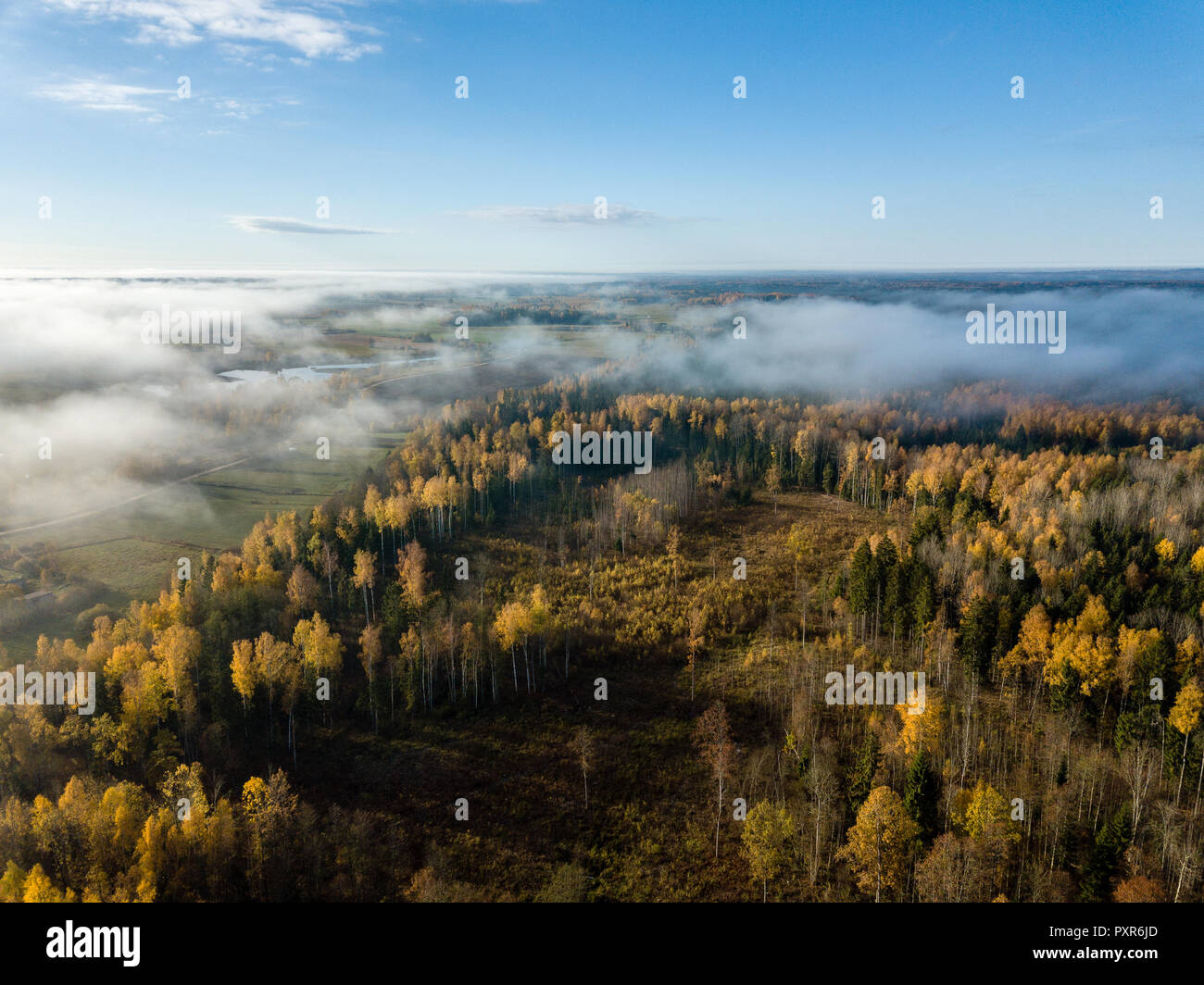 drone image. aerial view of rural area with fields and forests covered ...