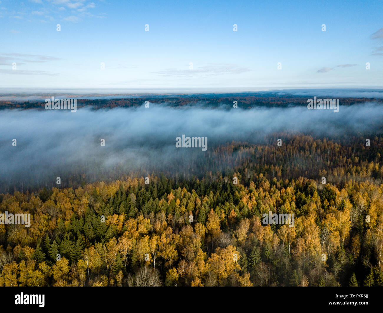 drone image. aerial view of rural area with fields and forests covered ...