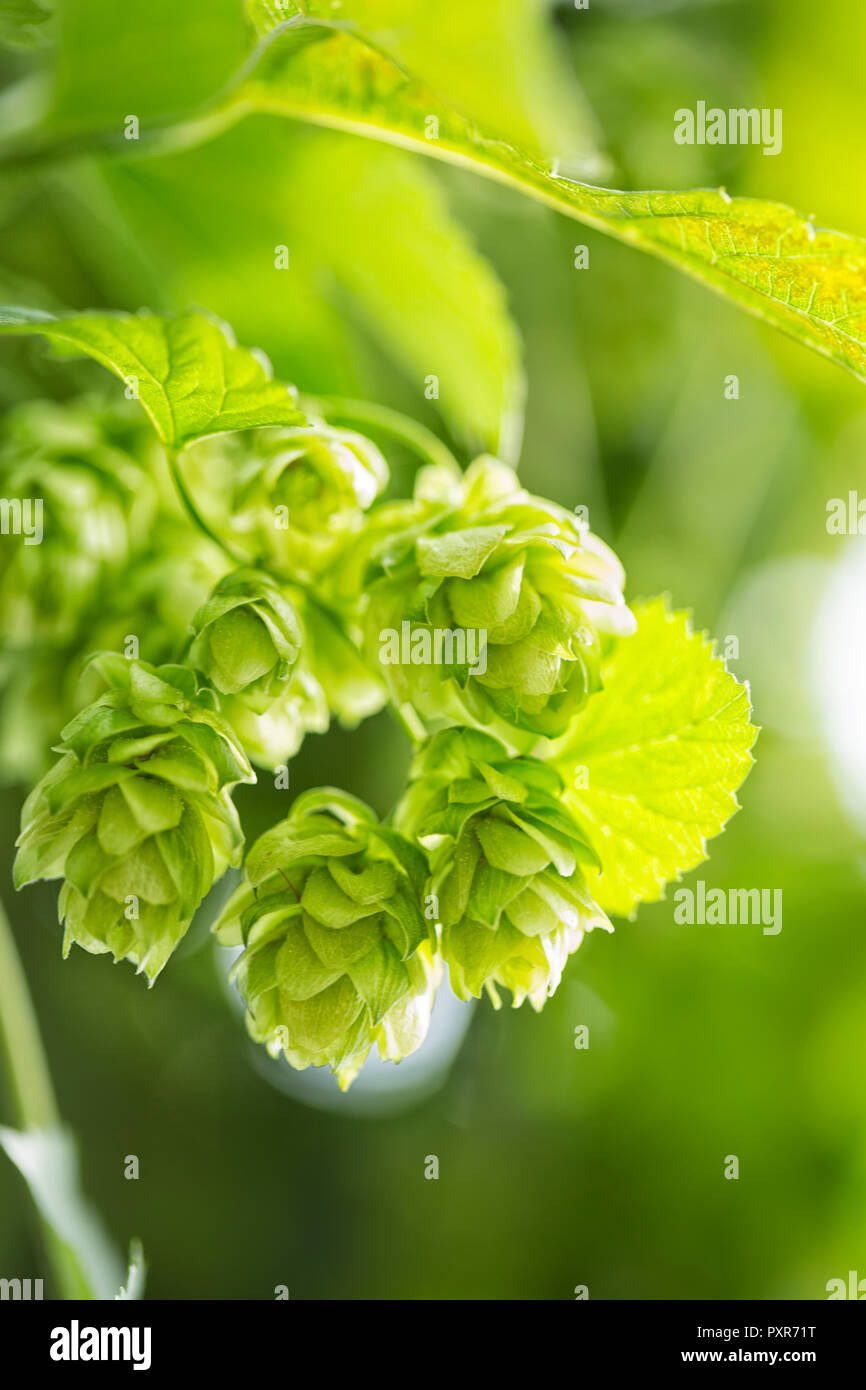 Hop cone, Humulus lupulus Stock Photo - Alamy